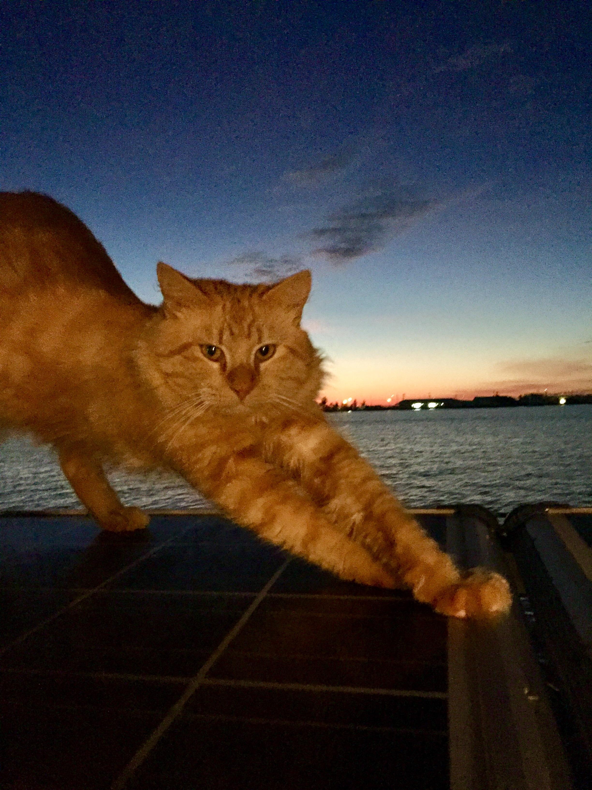 Posing for the sunset. | Scrolller