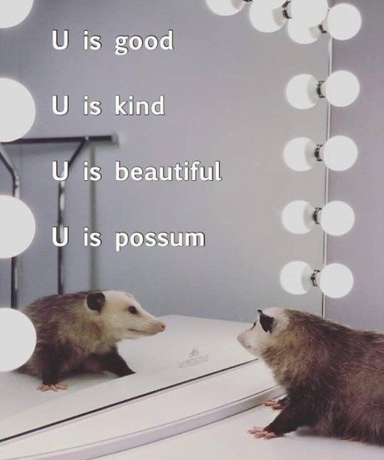 Possum affirmation | Scrolller