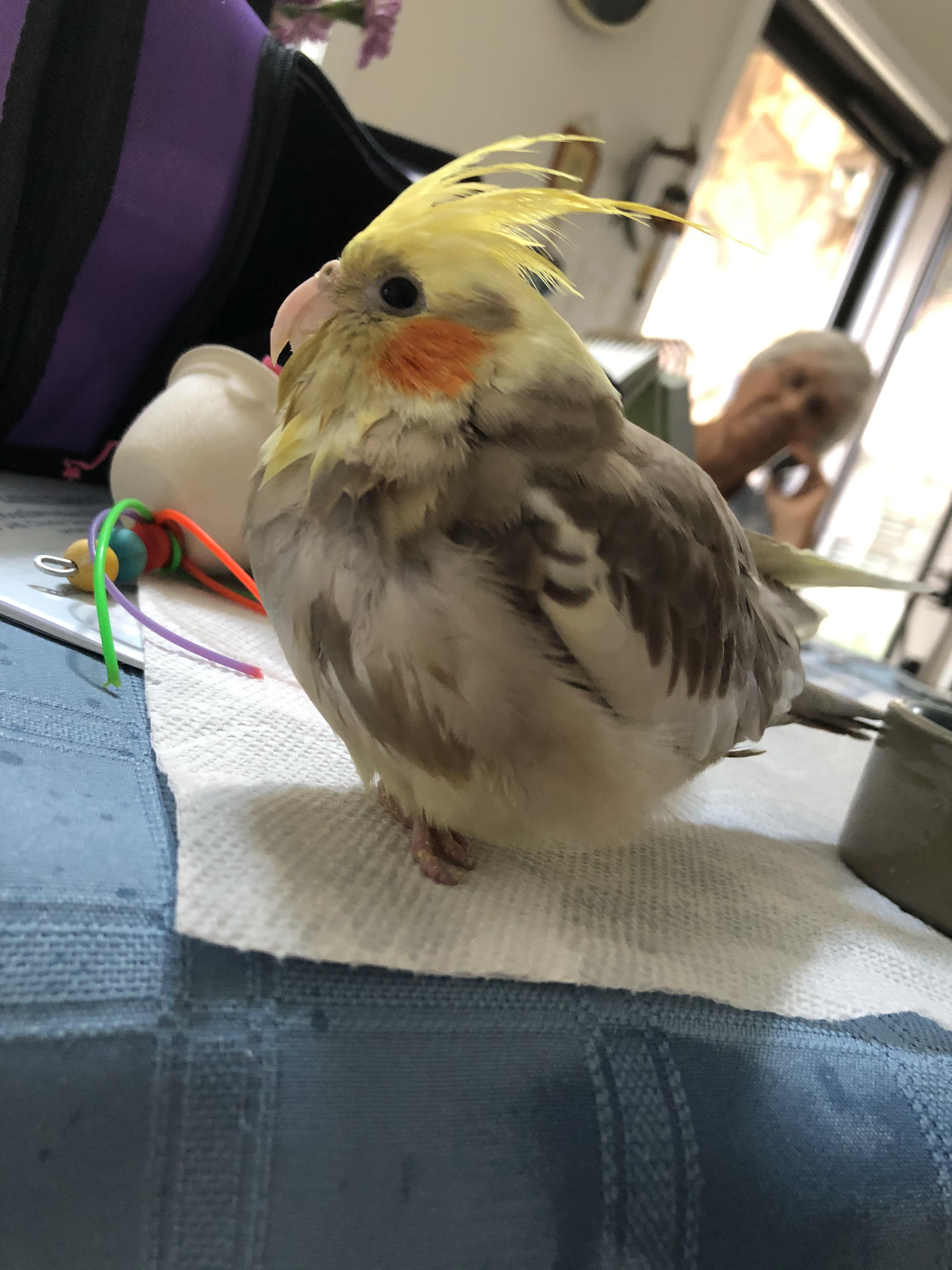 post bath borb | Scrolller