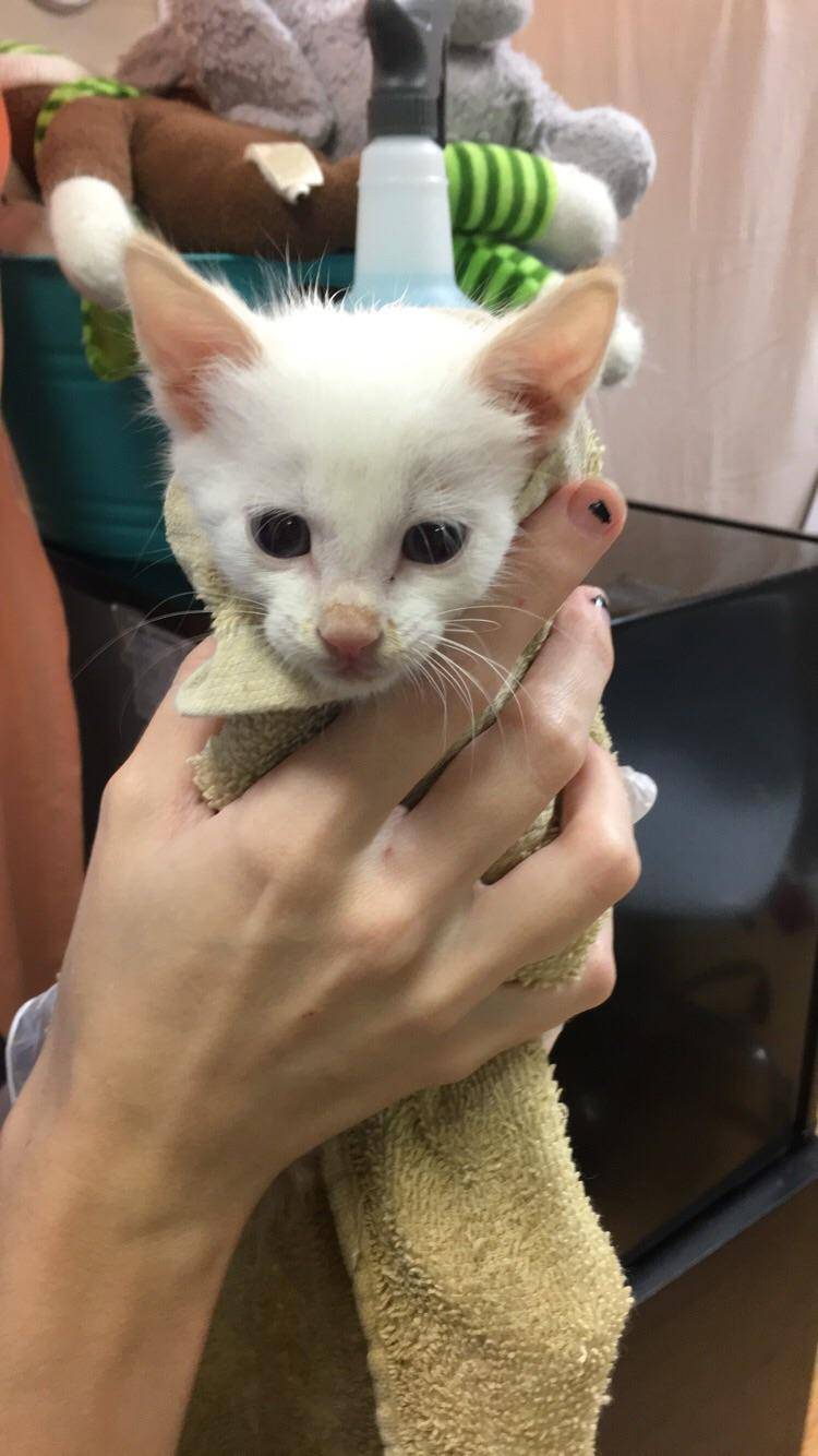 Post-bath rescue kitty purrito | Scrolller