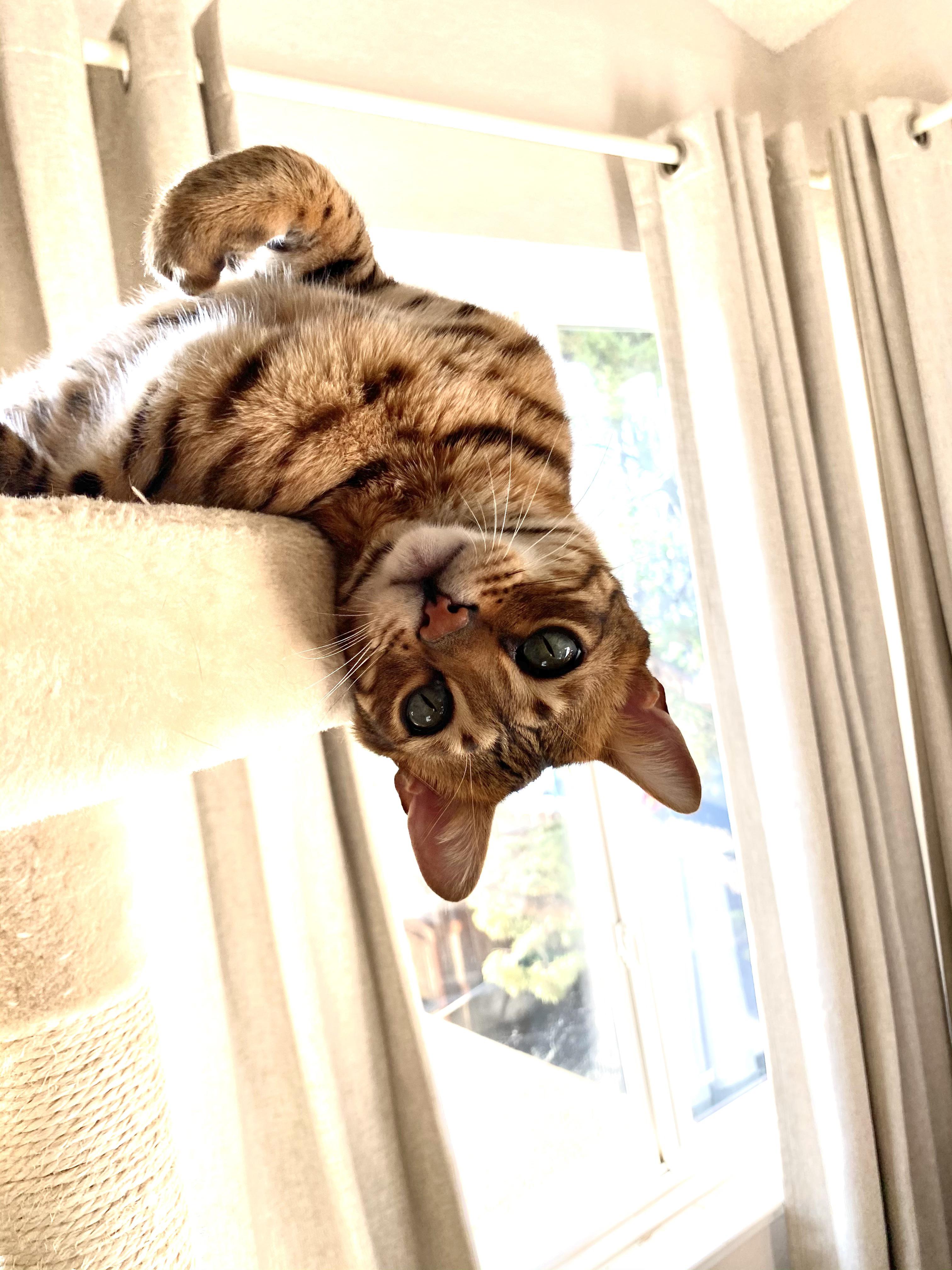 post blep... definitely a deep! | Scrolller