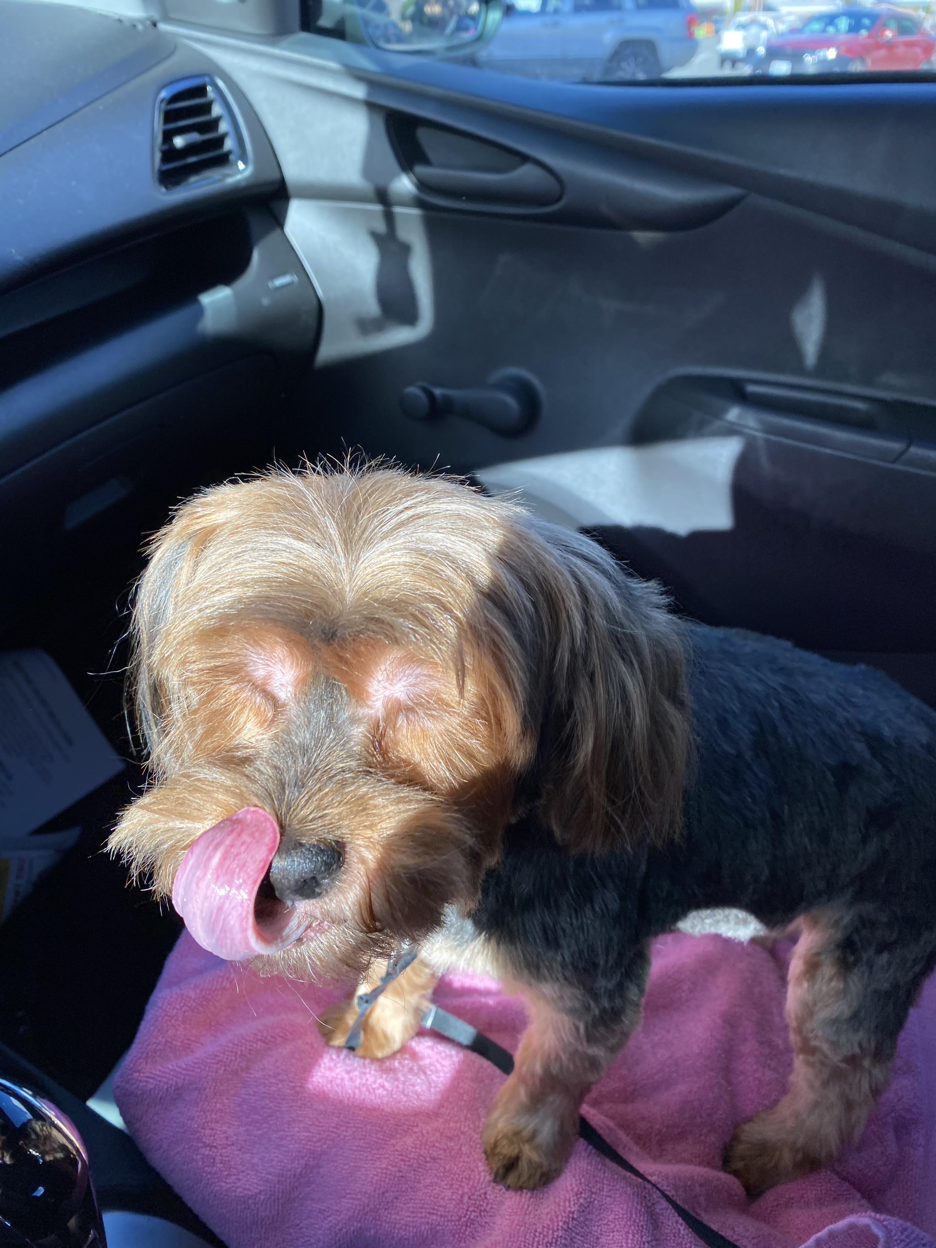 Post Grooming and got this crazy shot. | Scrolller