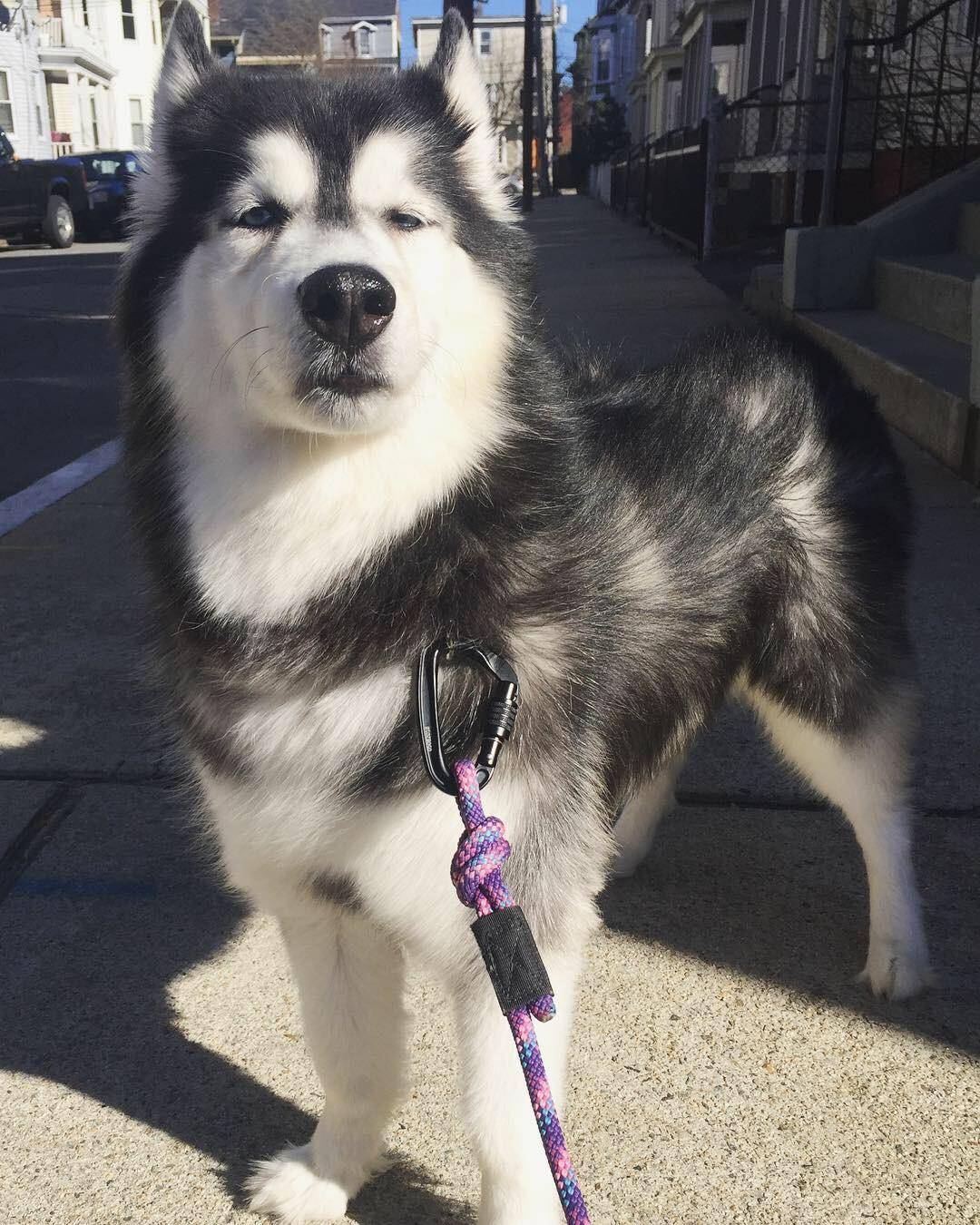 Post-grooming photoshoot | Scrolller