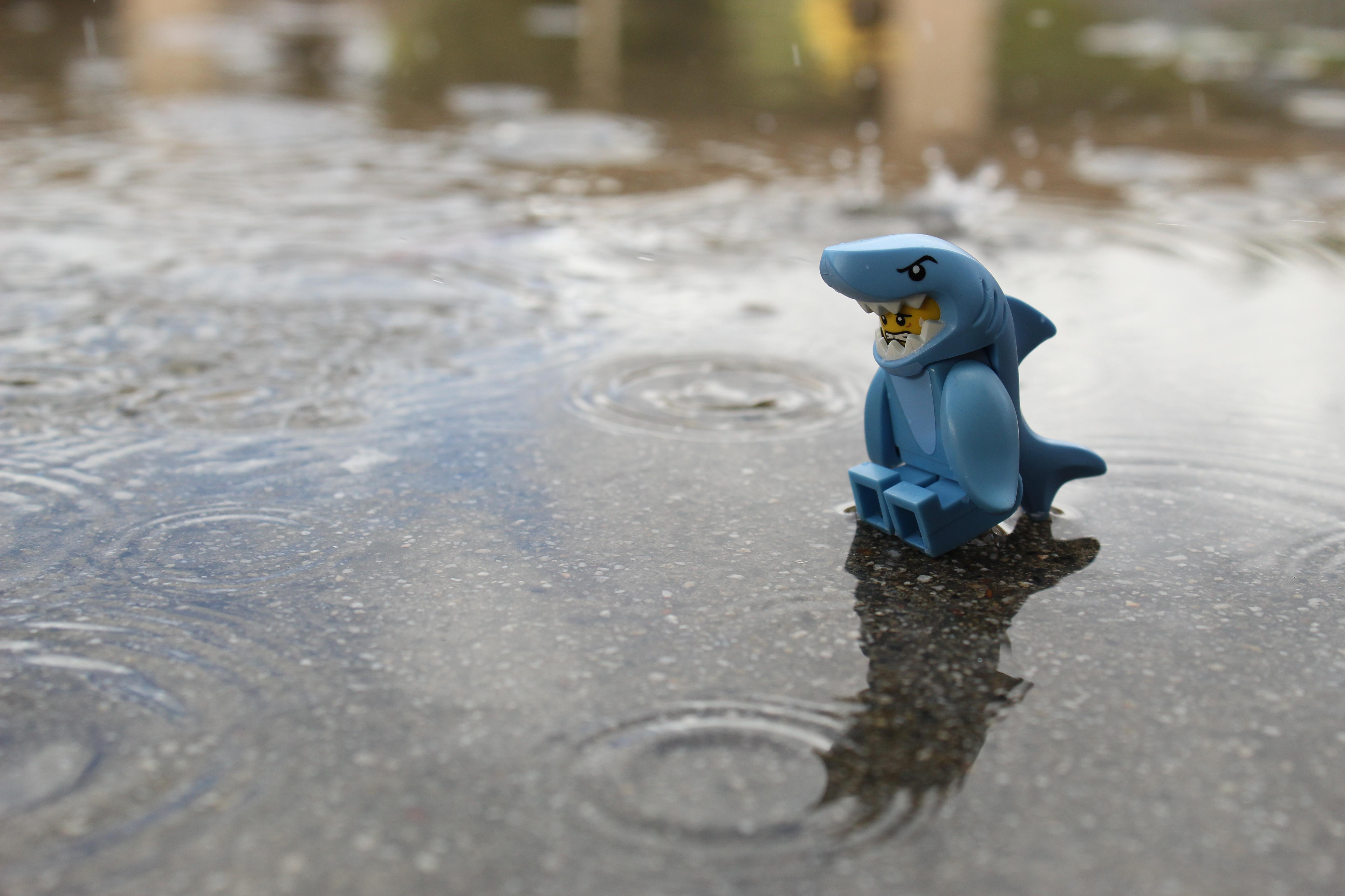 Post Rain Blues | Scrolller