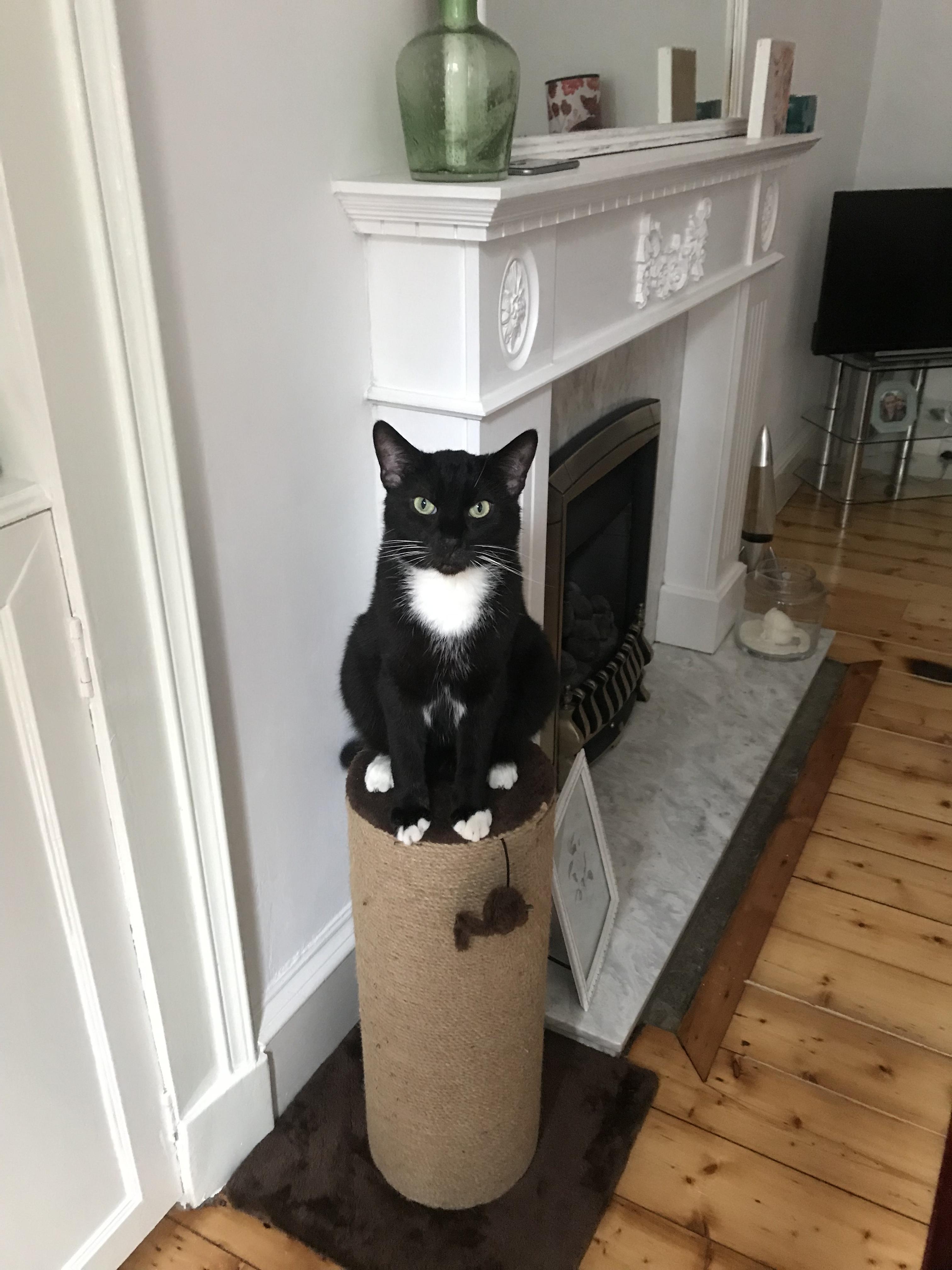 Post rat | Scrolller