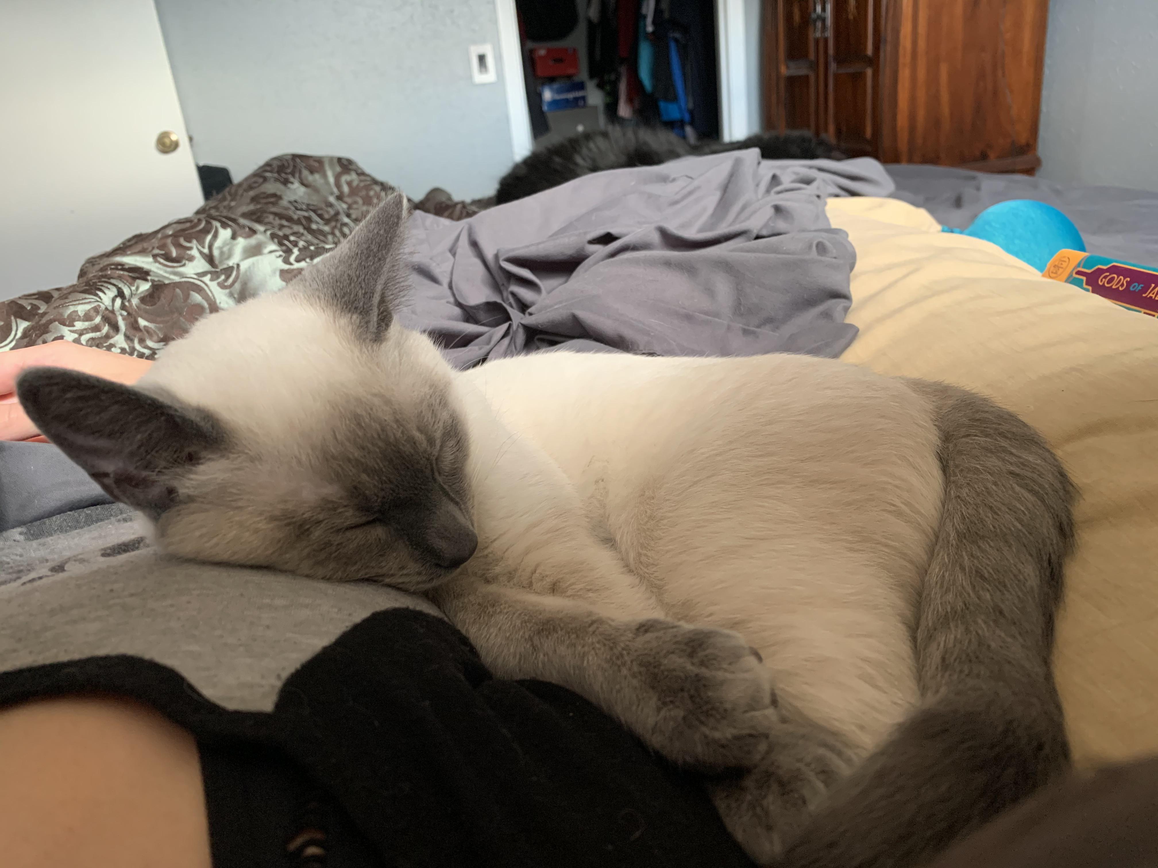 Post vacation kitten cuddles! | Scrolller