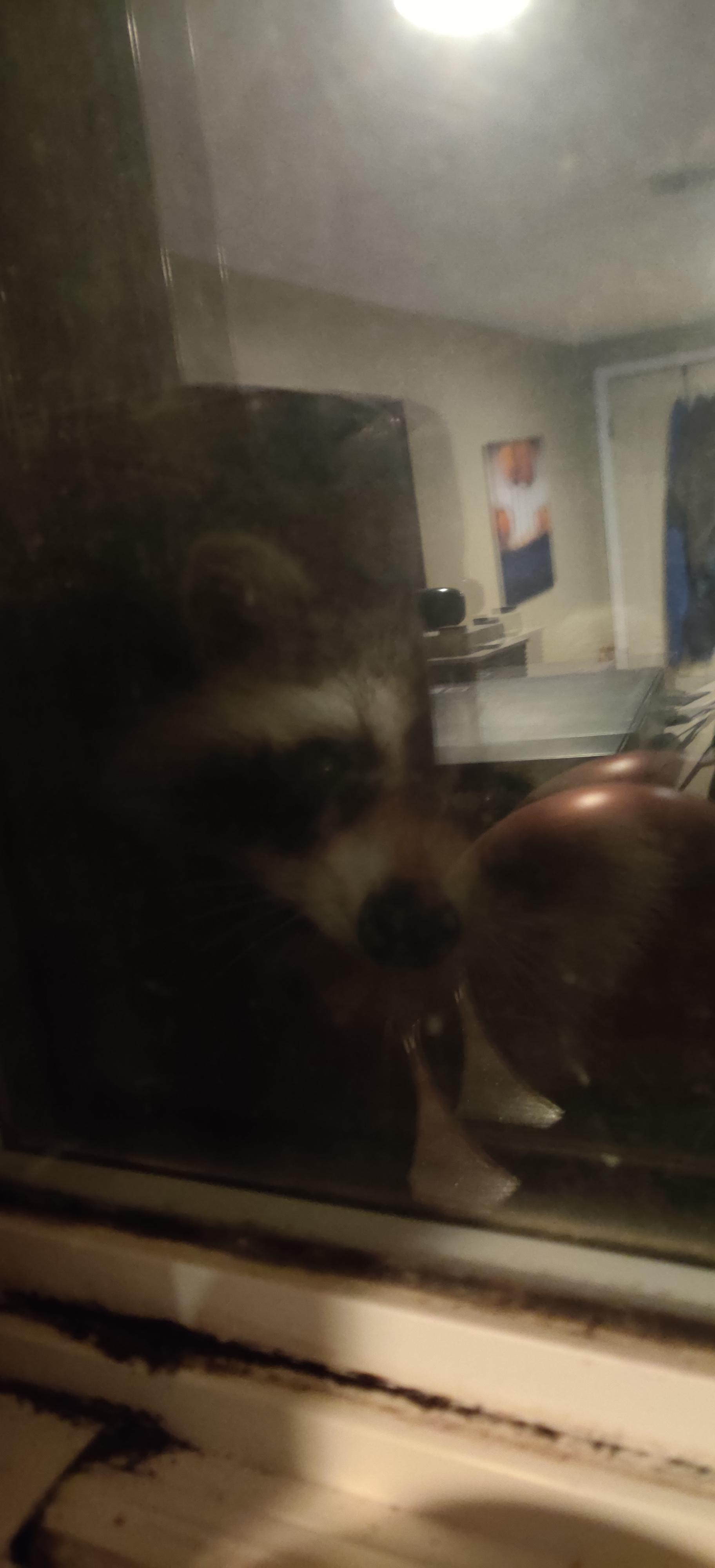 Posted an unexpected visitor about a month ago. He came back. | Scrolller