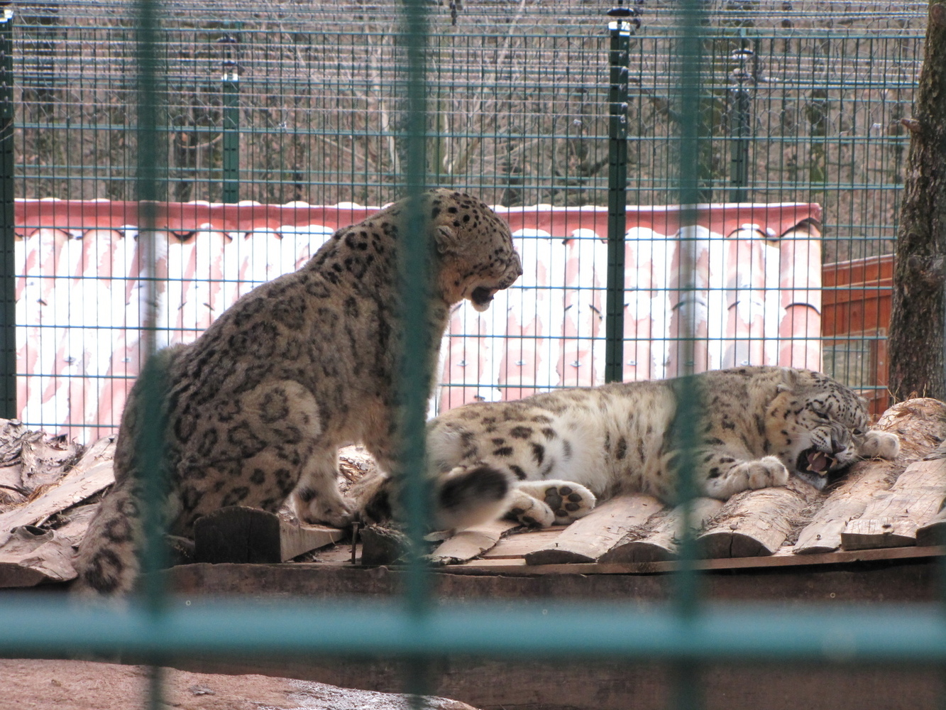 Posting snow leopard pics every day until I run out — Day 17 | Scrolller