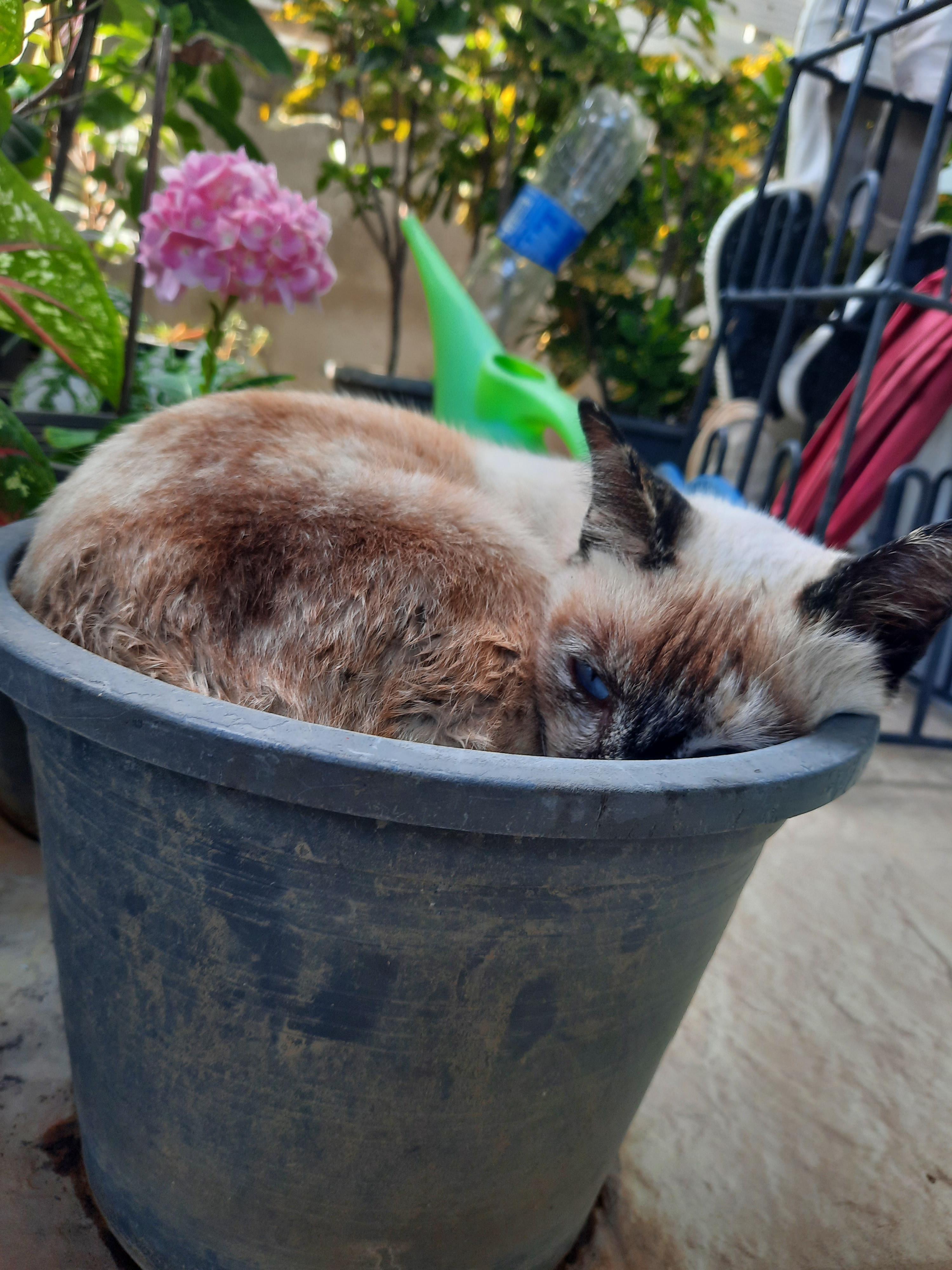 Pot cat | Scrolller