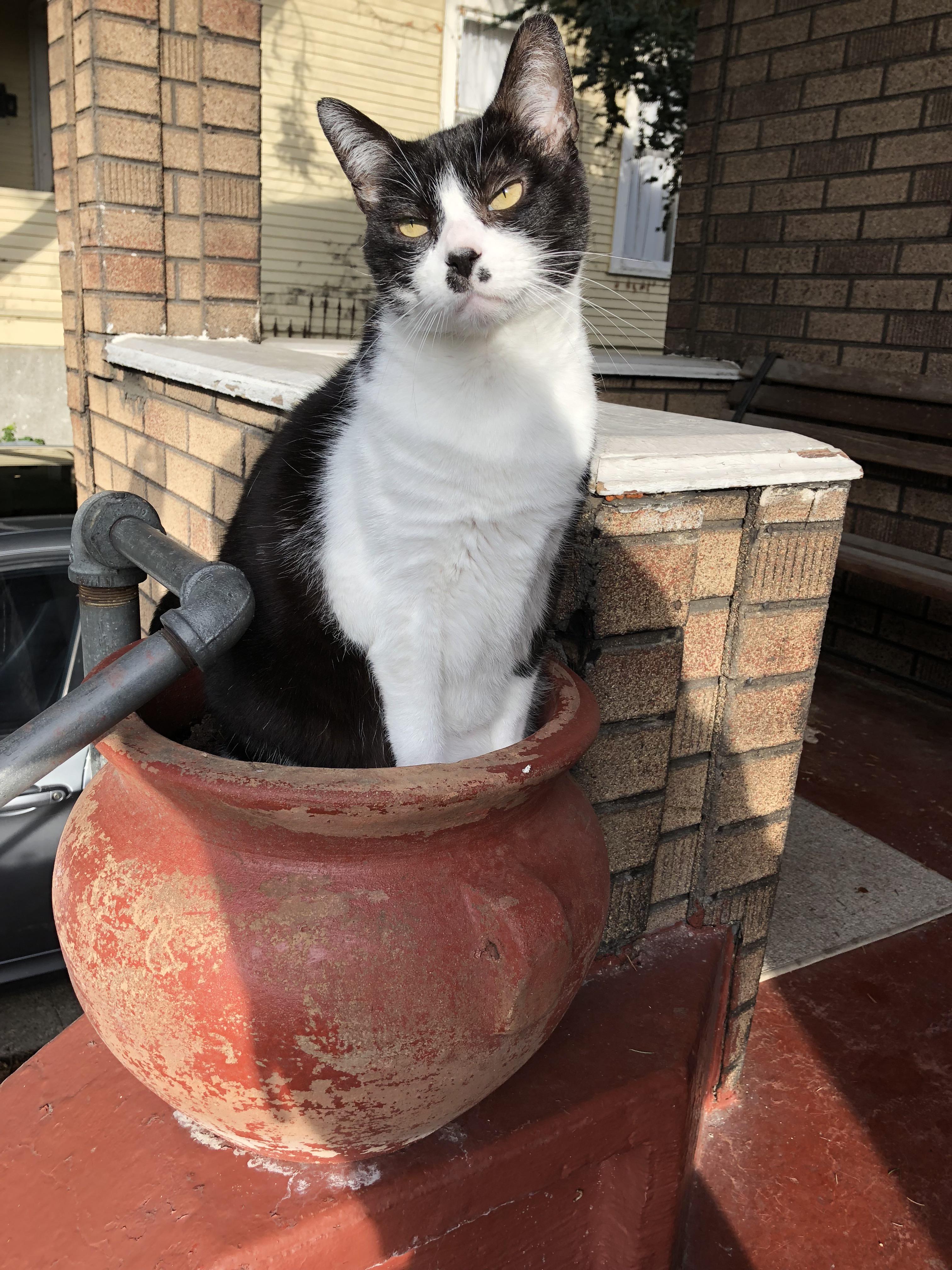 Potted Peppercorn | Scrolller