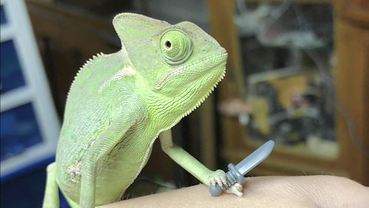 POV London Zoo 😂🦎 | Scrolller