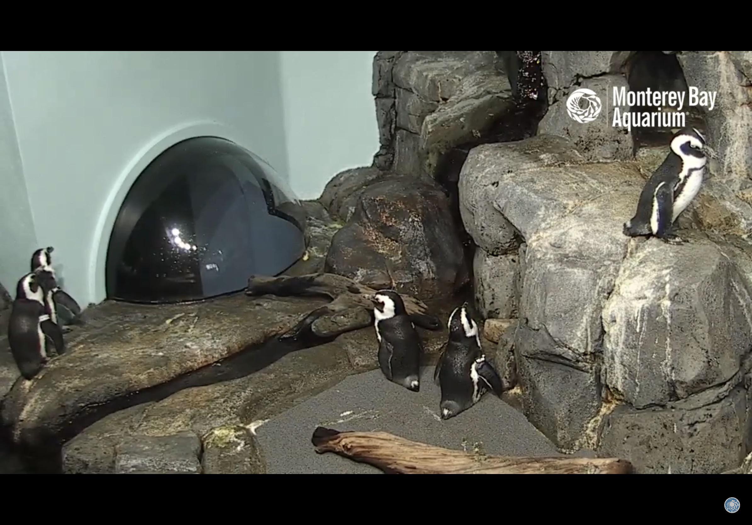 Praise the montery bay orb | Scrolller