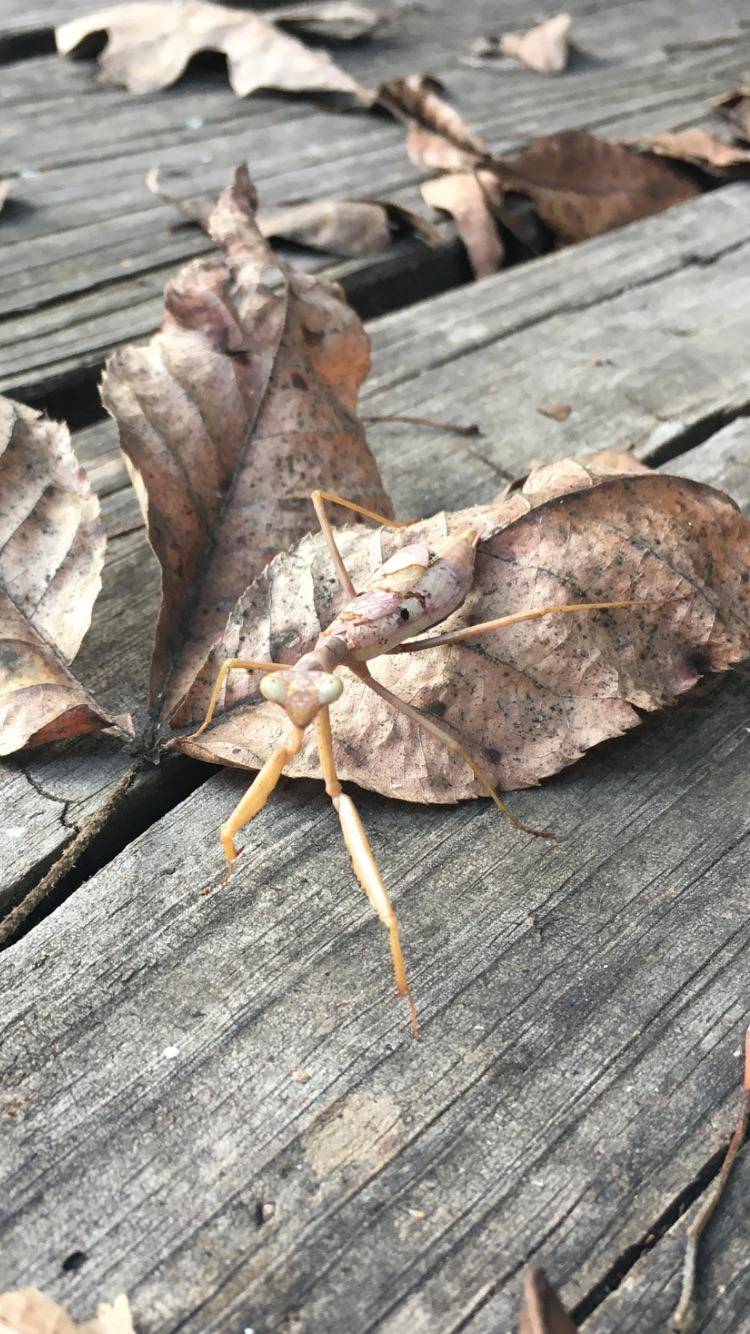 Praying mantis exhibiting incredible camouflage | Scrolller