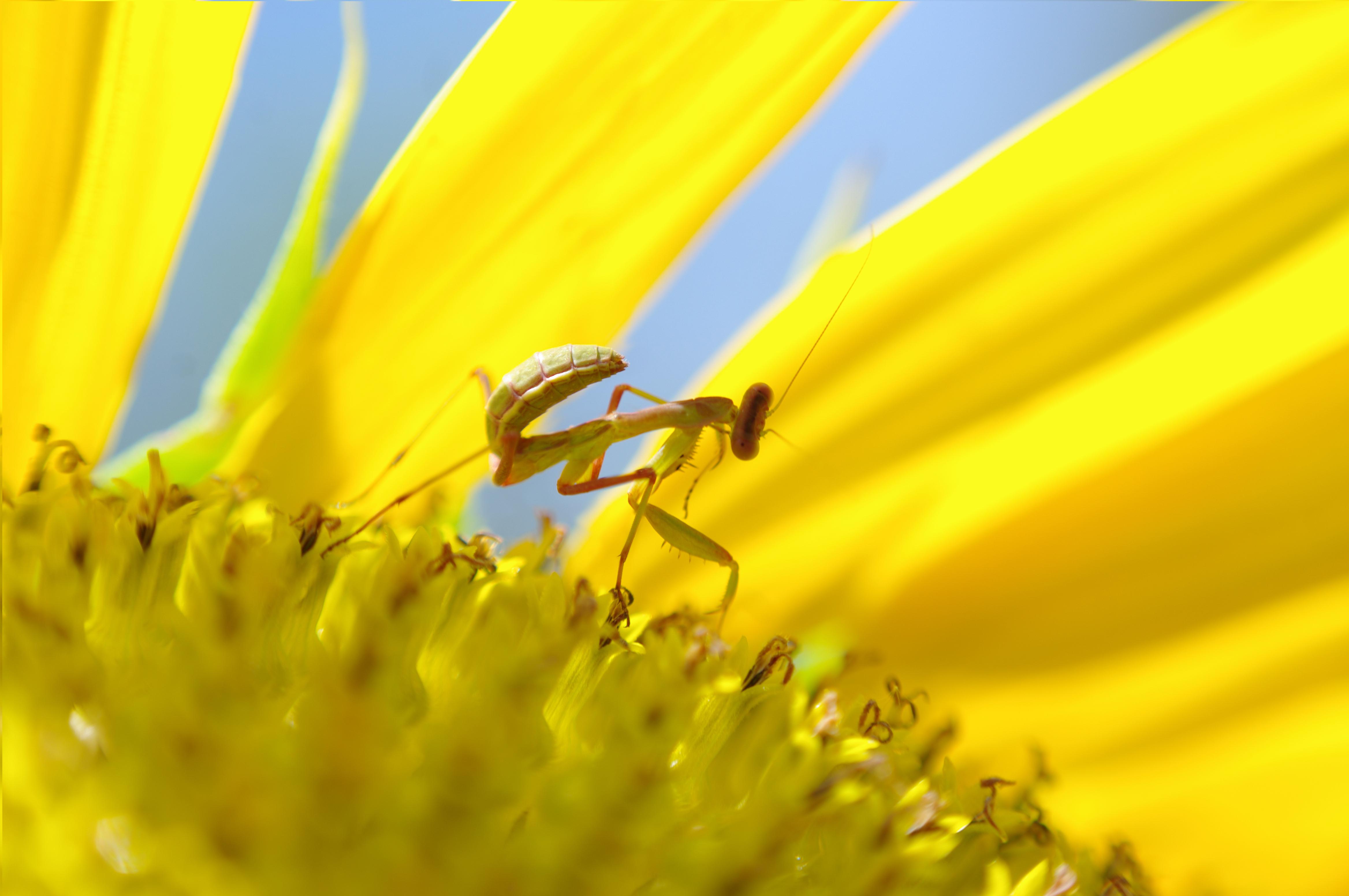 Praying Mantis on a sunflower [OC] | Scrolller