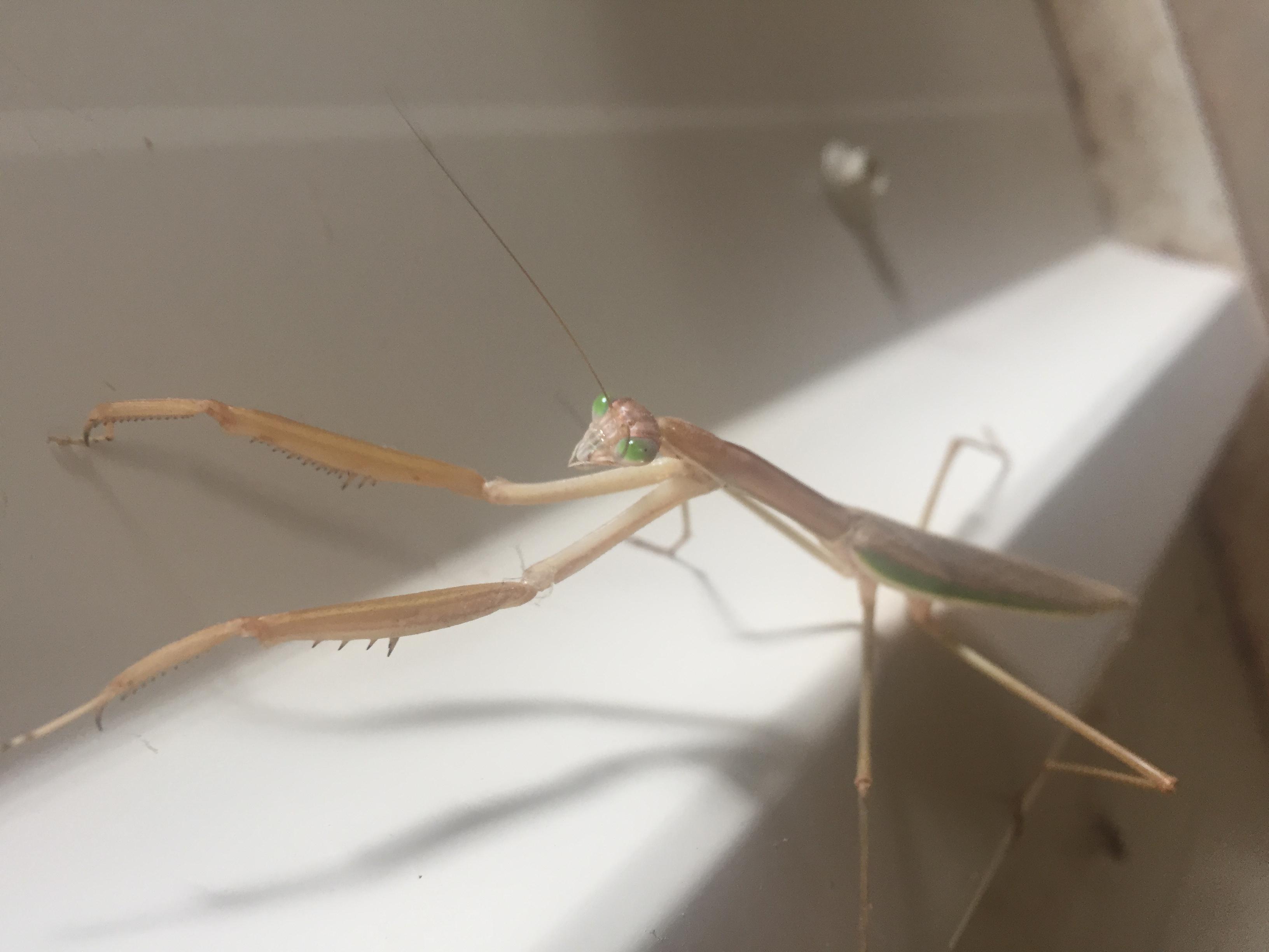Praying Mantis with beautiful green eyes, Australia | Scrolller