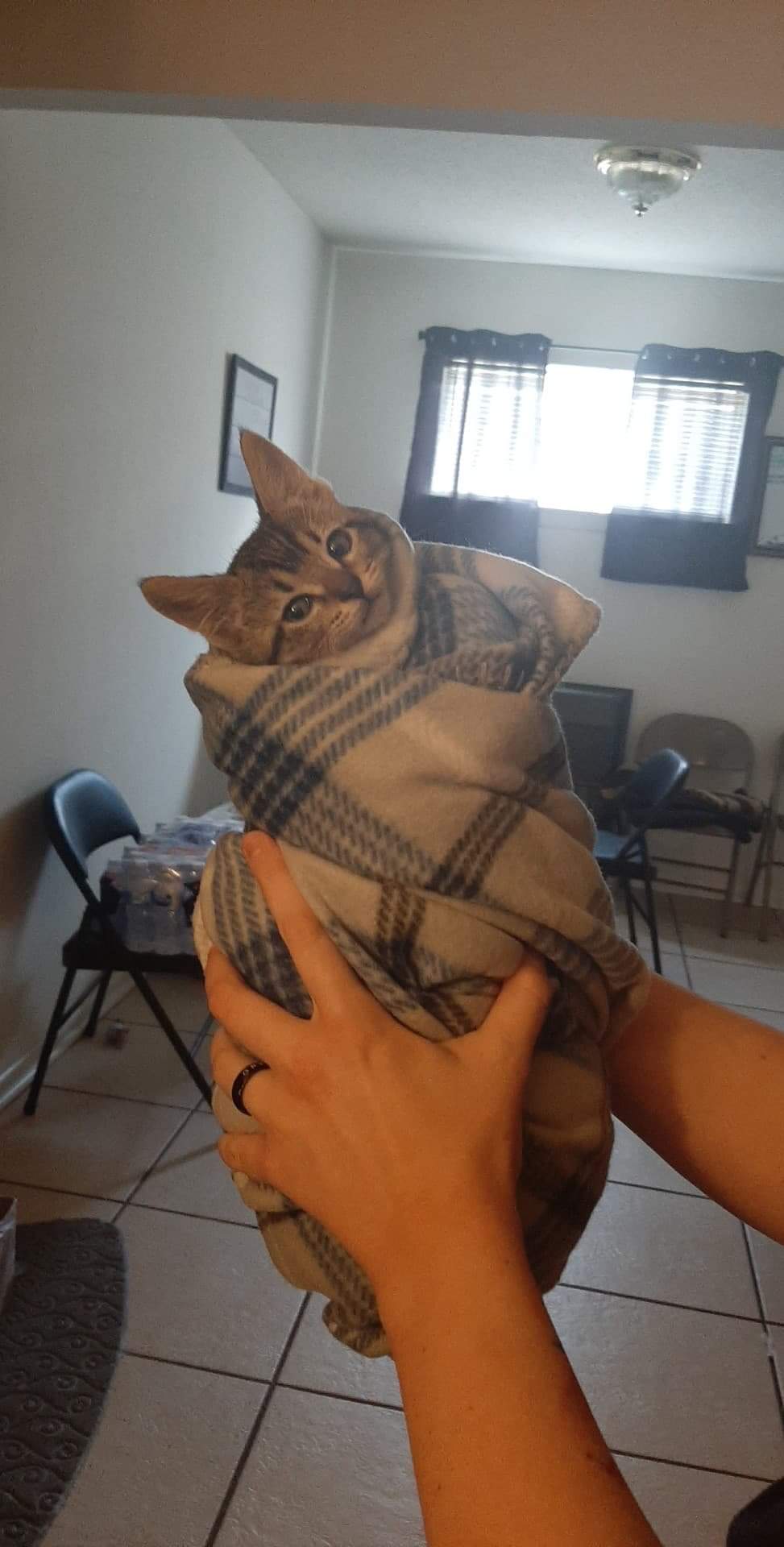 Pre-nap time purrito :) | Scrolller