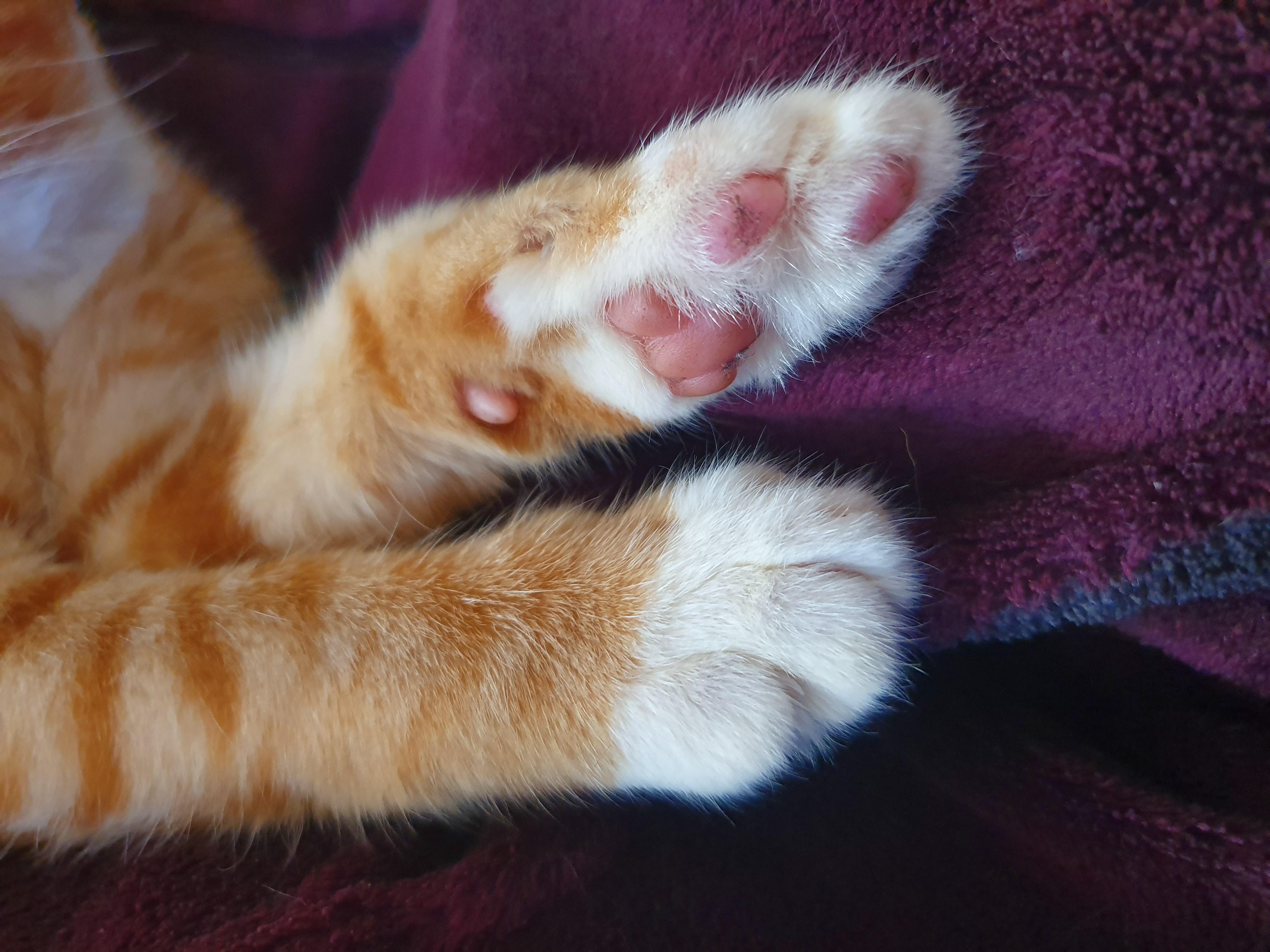 Precious Simba toe beans | Scrolller