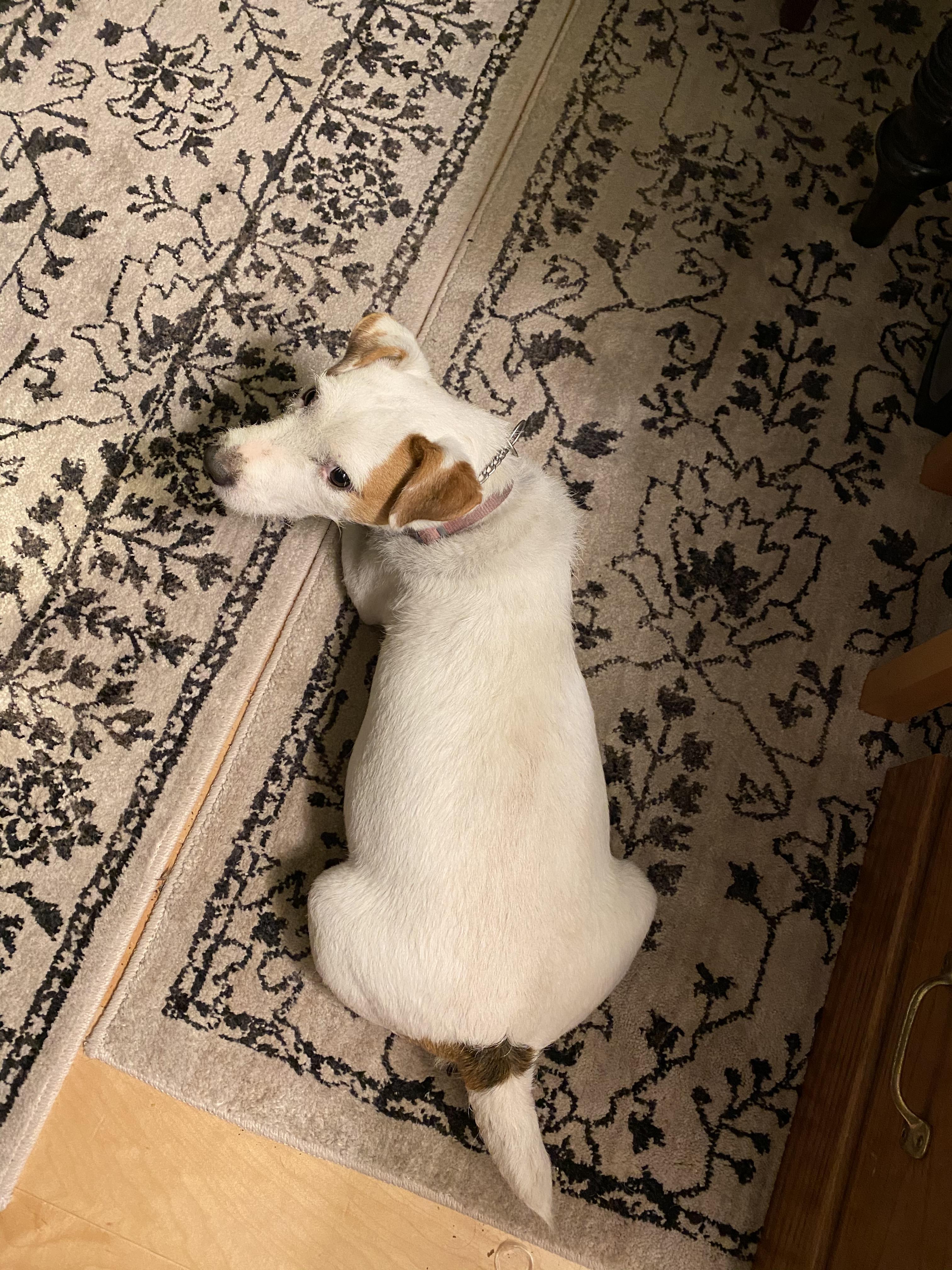 Pregnant chonker | Scrolller