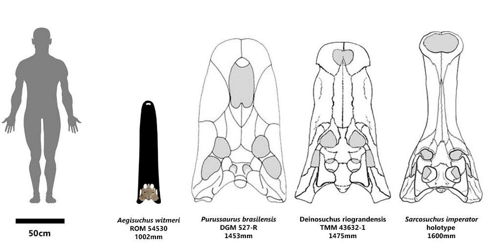 PREHISTORIC CROC SKULLS | Scrolller