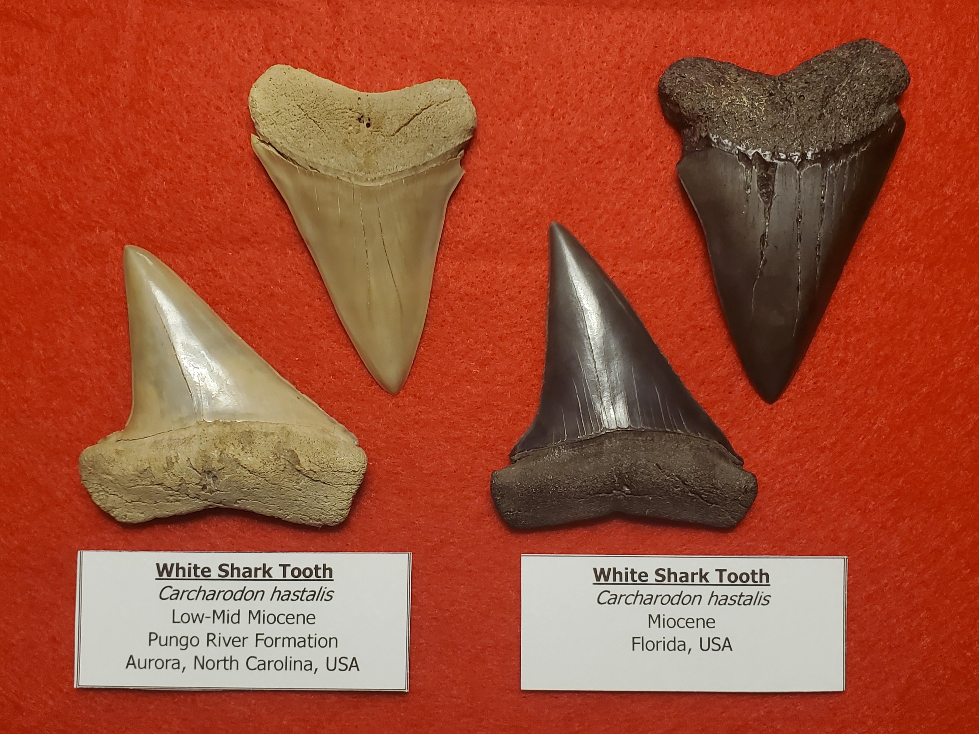 Prehistoric White Shark Teeth - Carcharodon hastalis | Scrolller