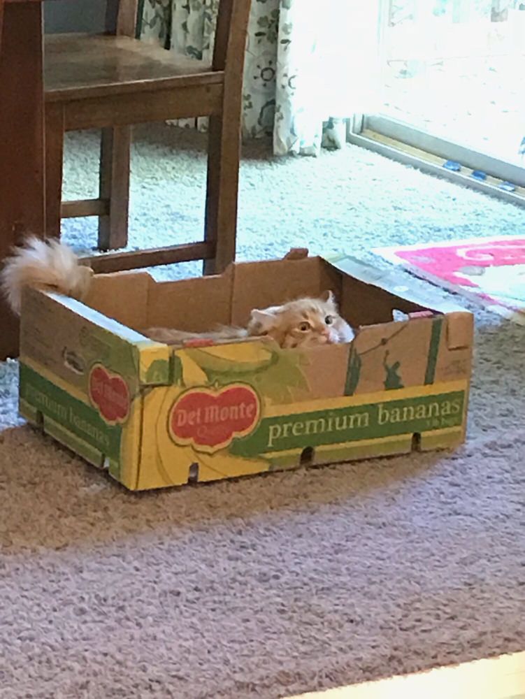 premium bananas | Scrolller