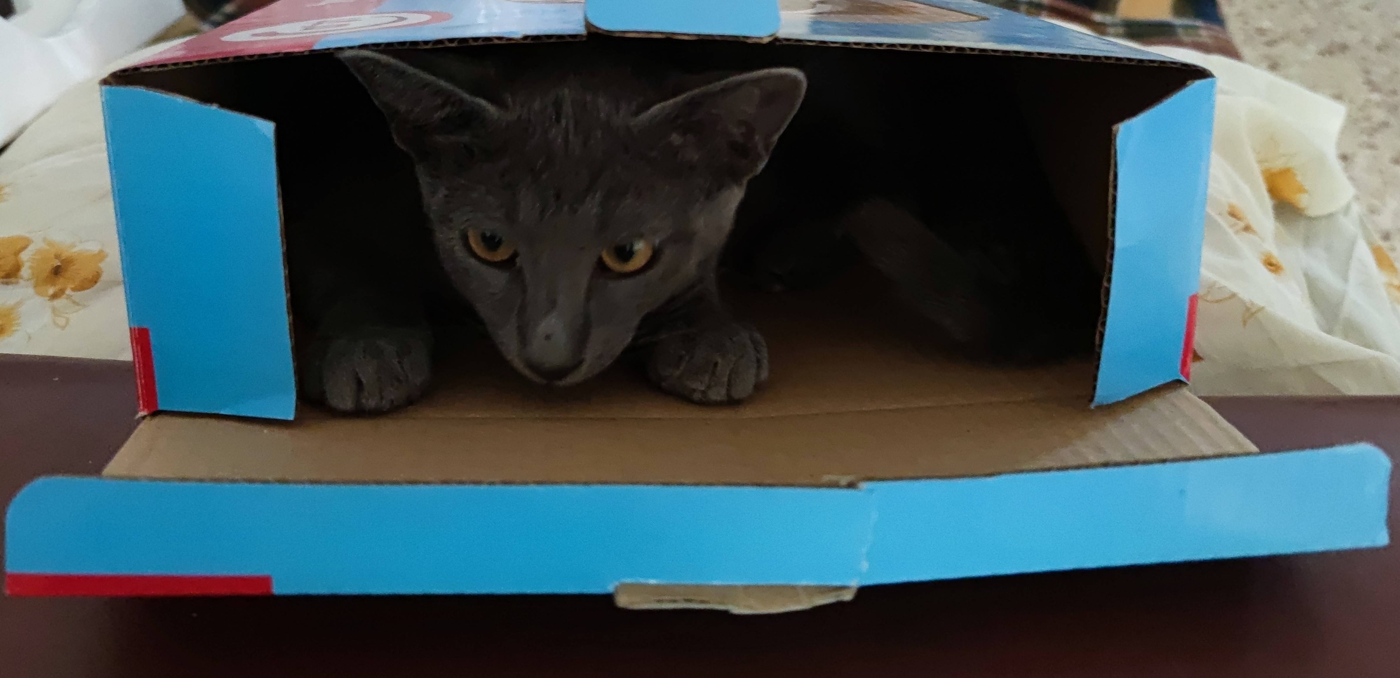 Preparing for a hunt | Scrolller