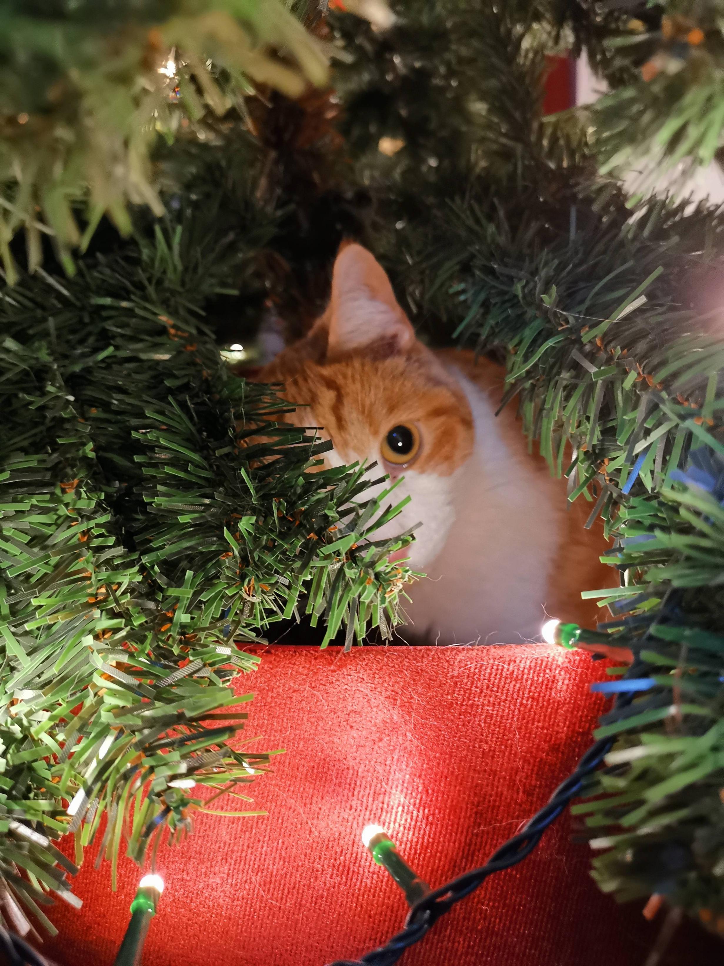 Present under the tree | Scrolller