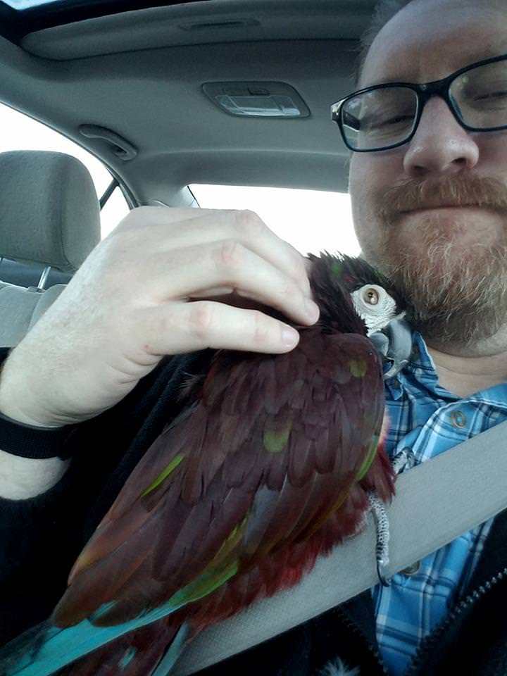 Pretty - 50yr old Macaw - on his way to vet... | Scrolller