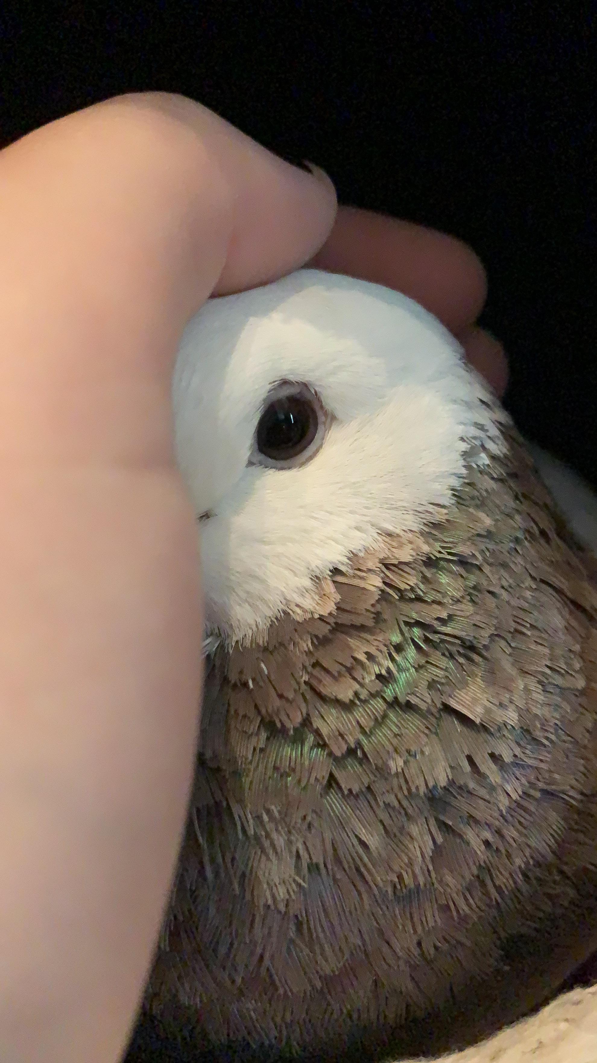 pretty bird Anri | Scrolller