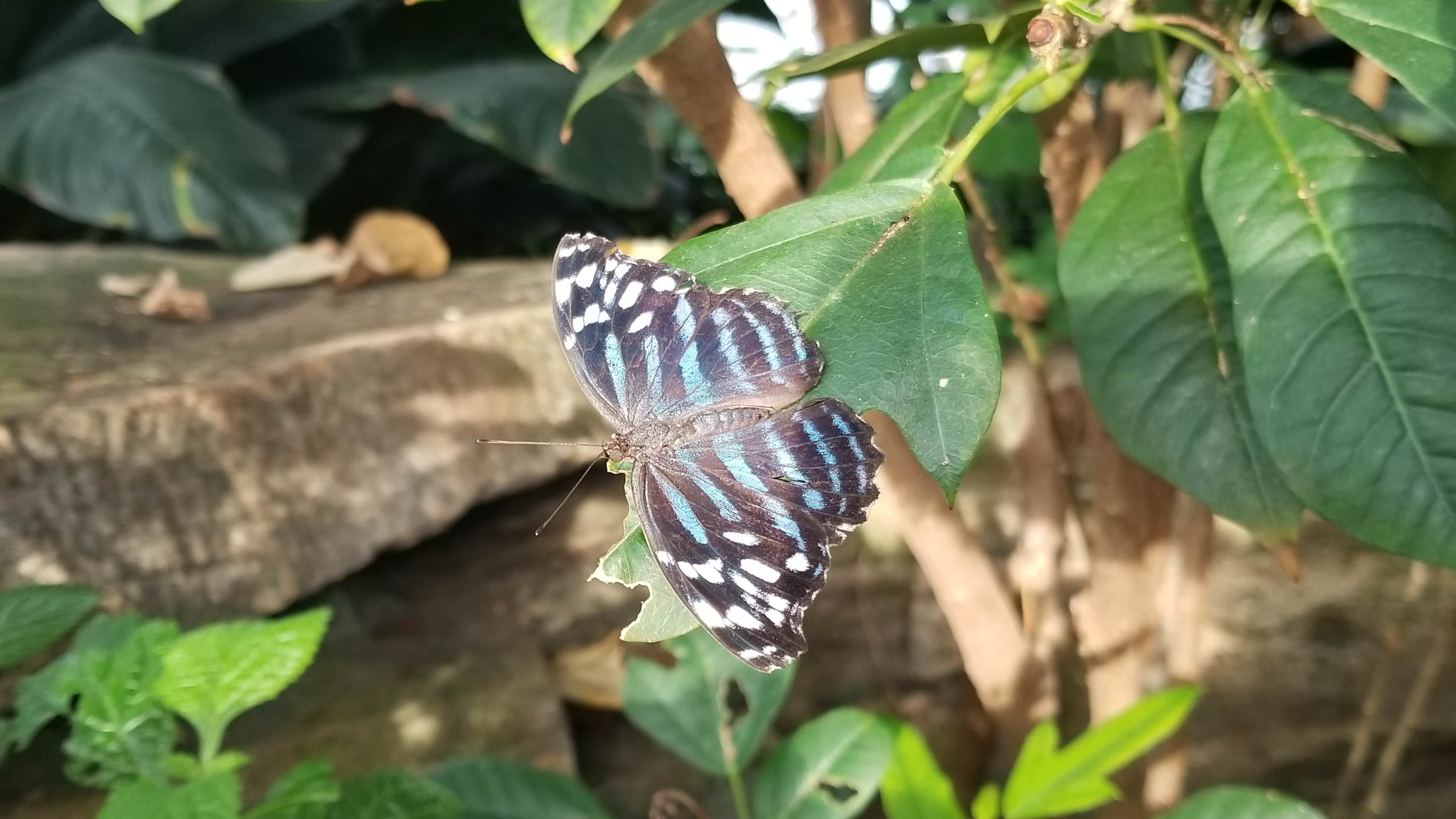 Pretty butterfly | Scrolller