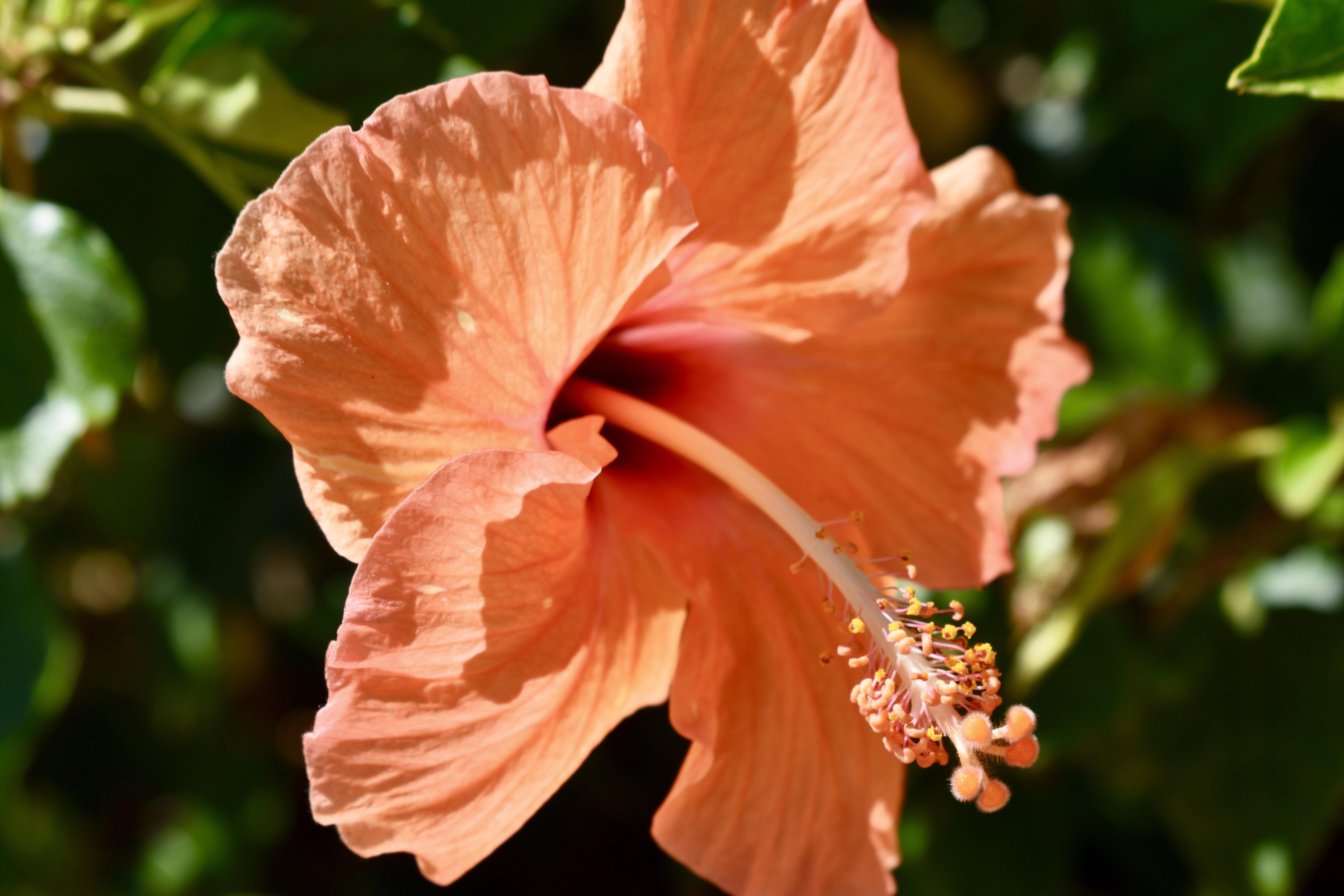 Pretty Hibiscus Flower | Scrolller