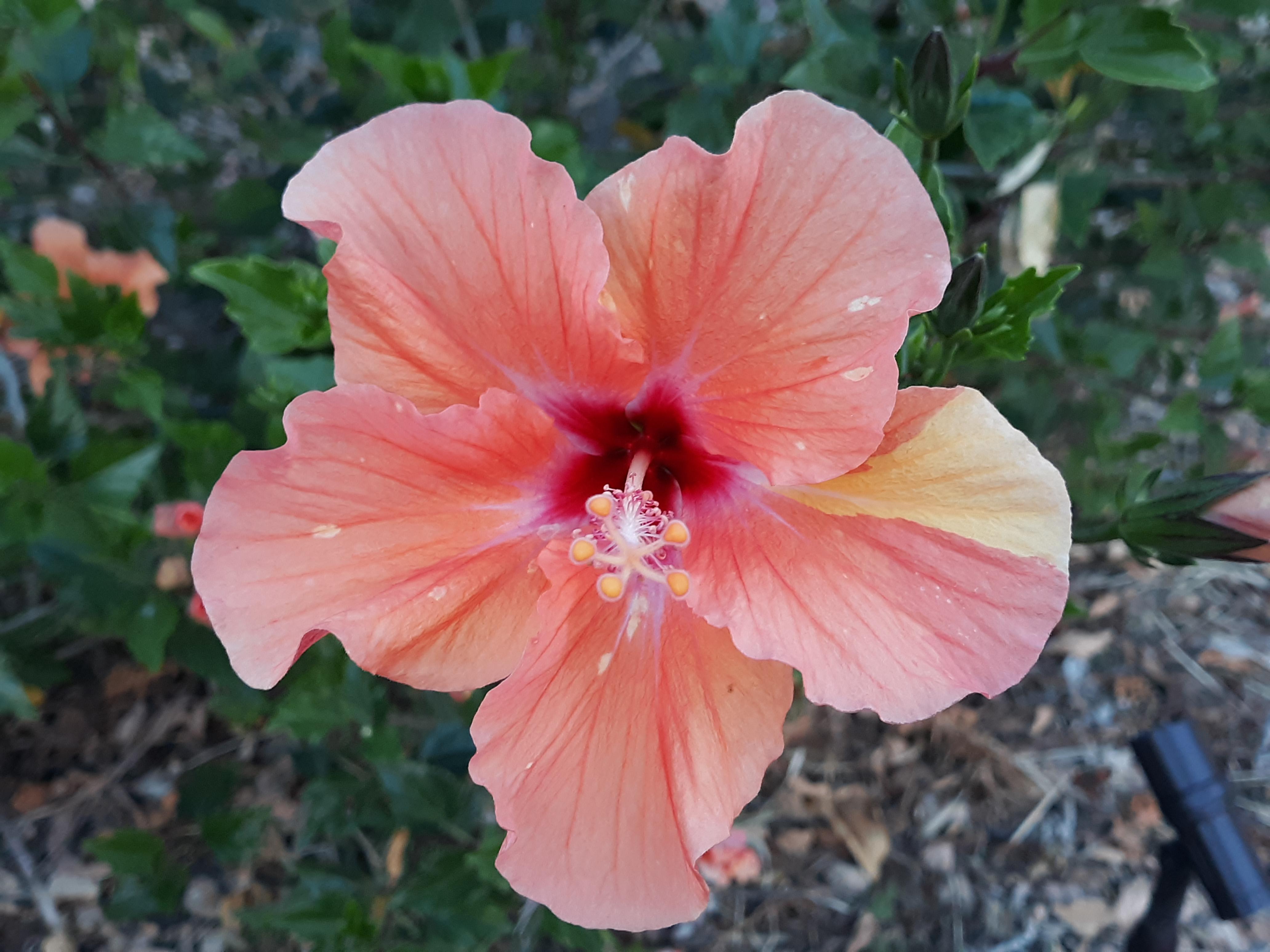 Pretty Hibiscus | Scrolller