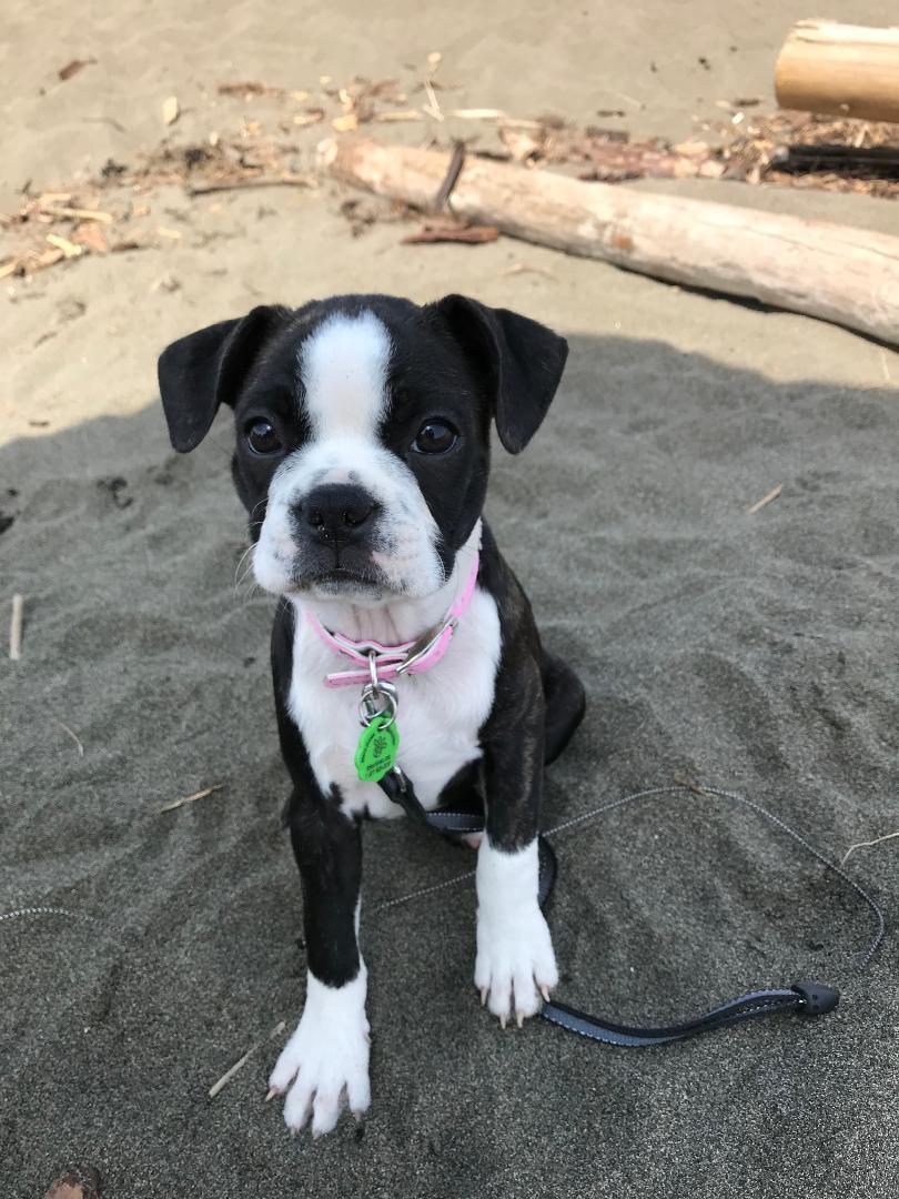Pretty little girl at the beach (Evie) | Scrolller
