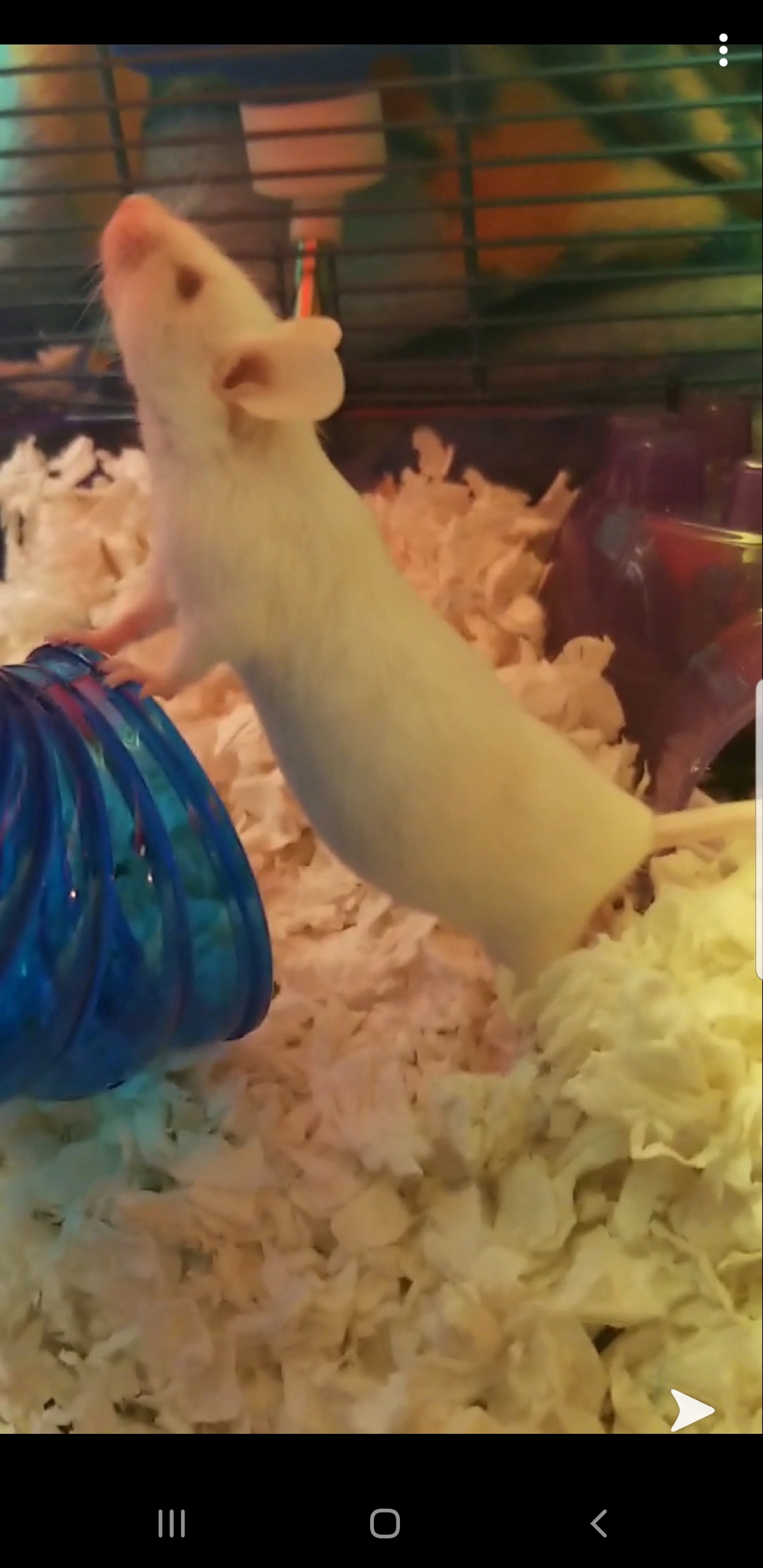 Pretty Mouse Maternity Photos | Scrolller