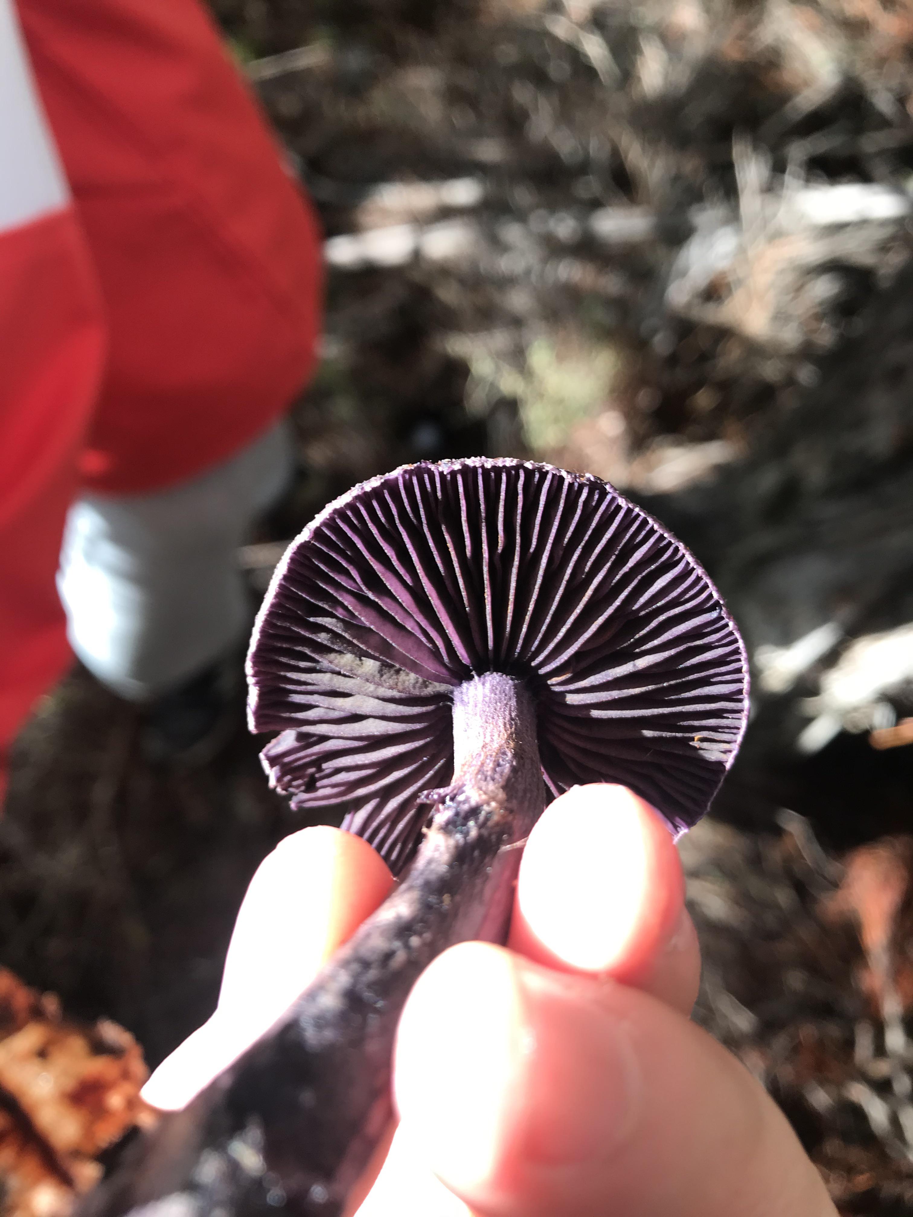 Pretty purple mushroom | Scrolller