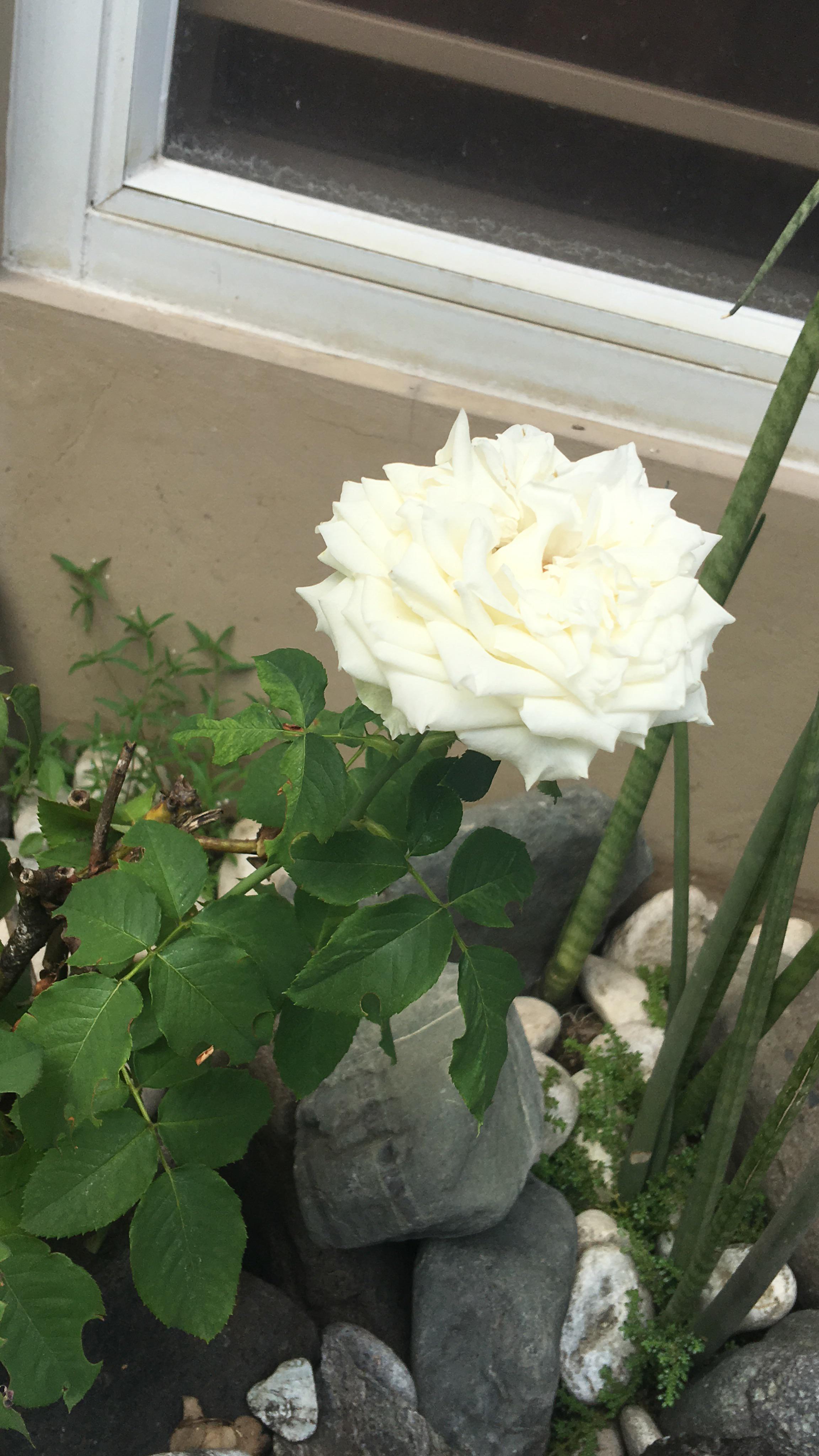 Pretty Rose Scrolller
