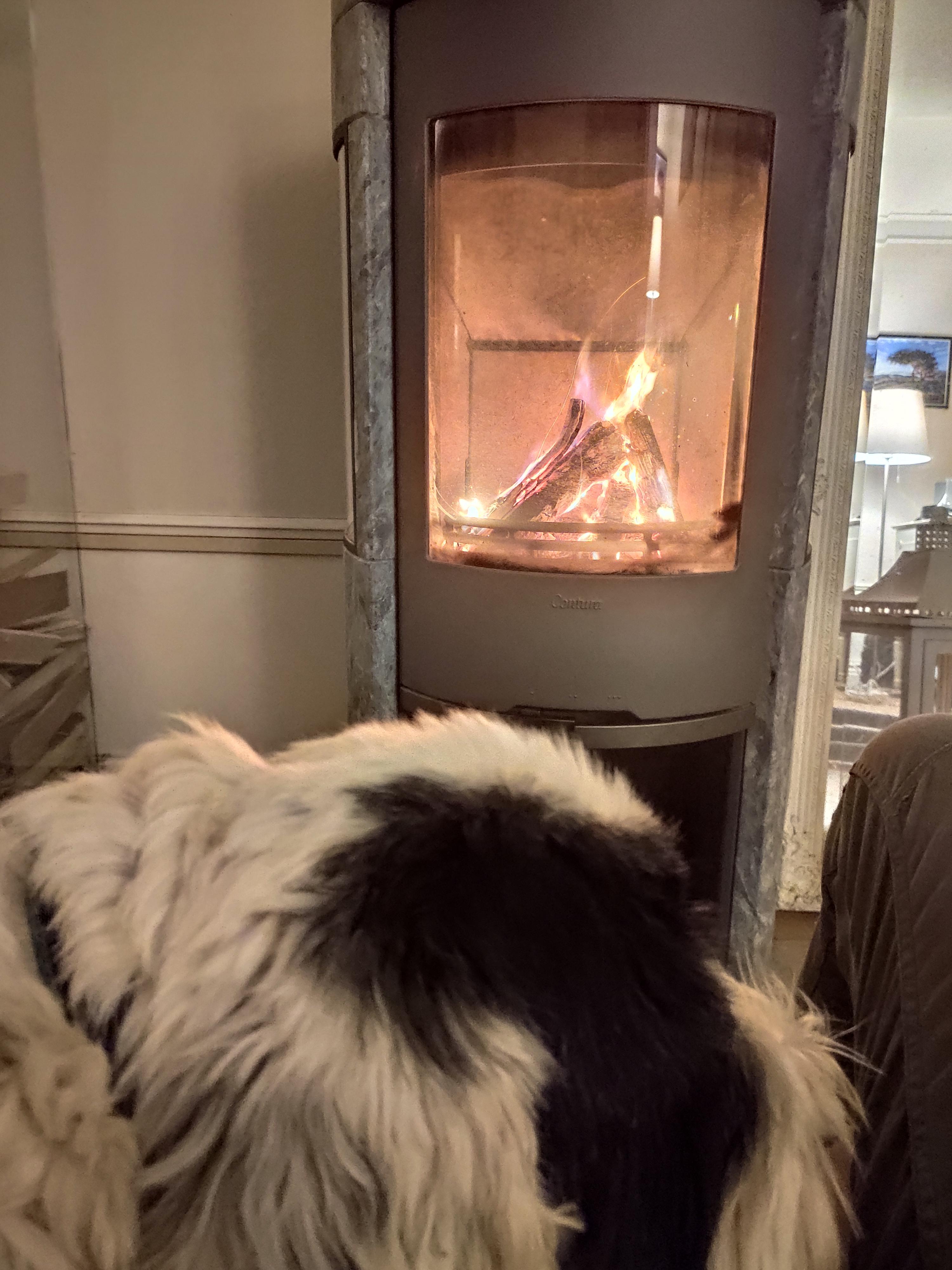 Pricken: A dog of ice and fire | Scrolller