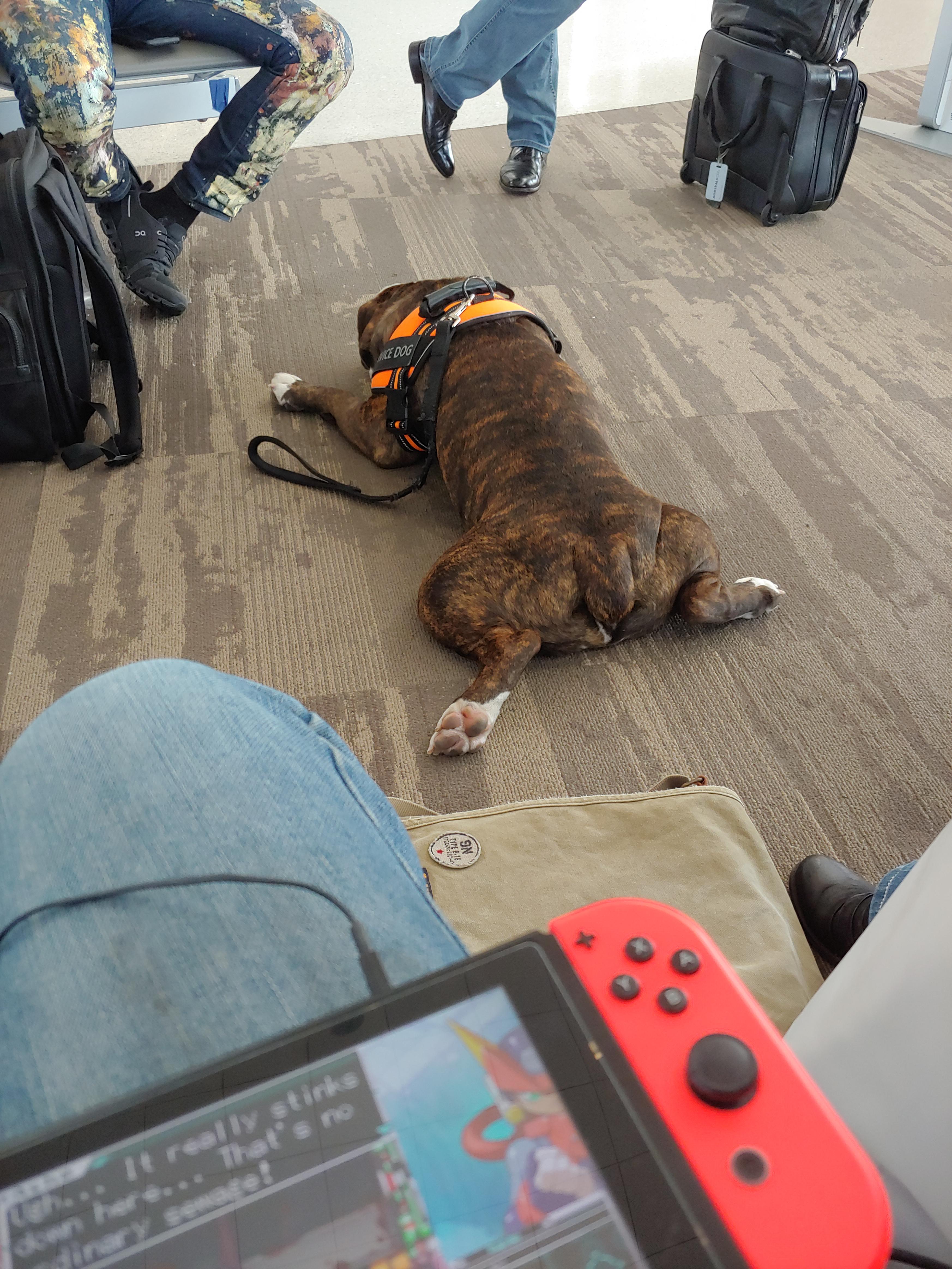 Prime Airport Sploot | Scrolller