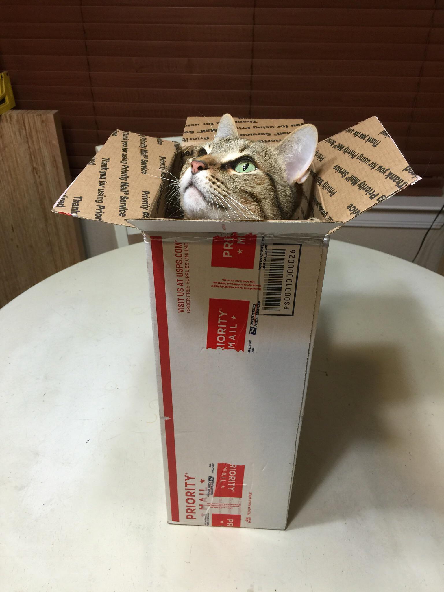 Priority Trap is fully functional | Scrolller