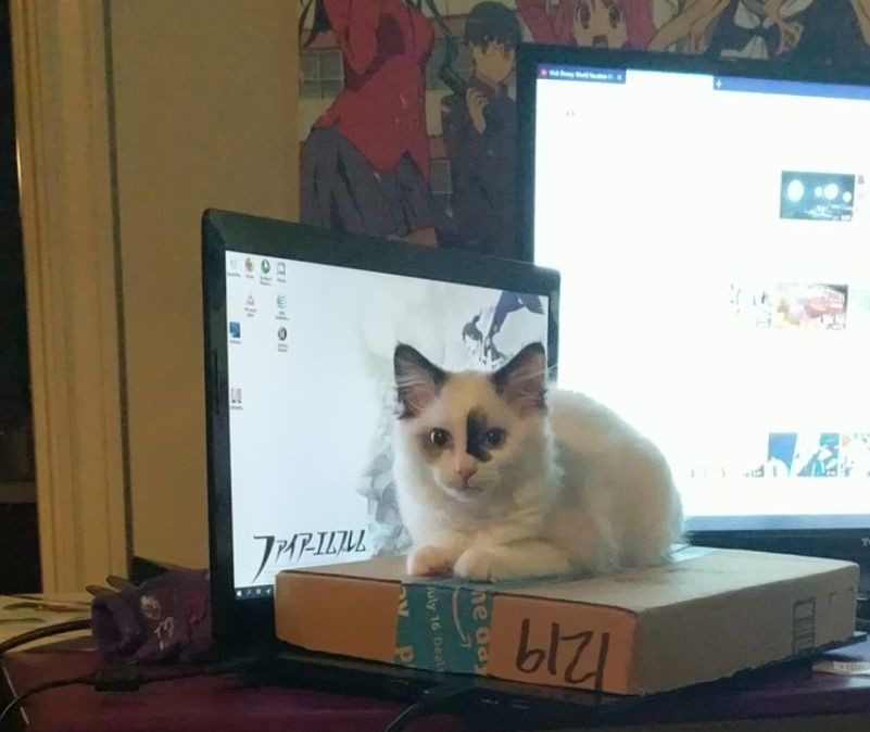 Discover more like CatsOnKeyboards: Problem solved. and Related Content | Scrolller