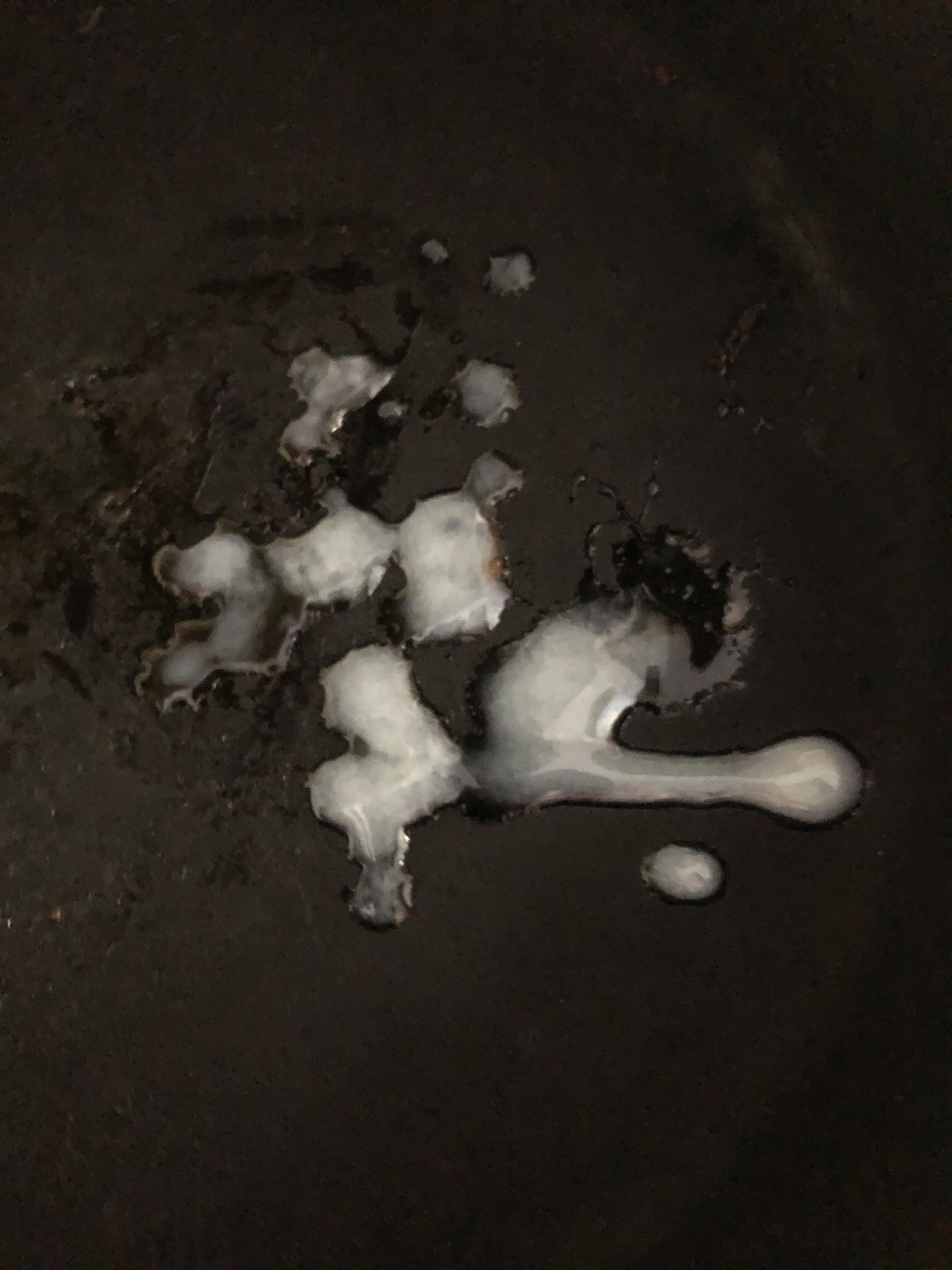 [proof] cum in frying pan | Scrolller