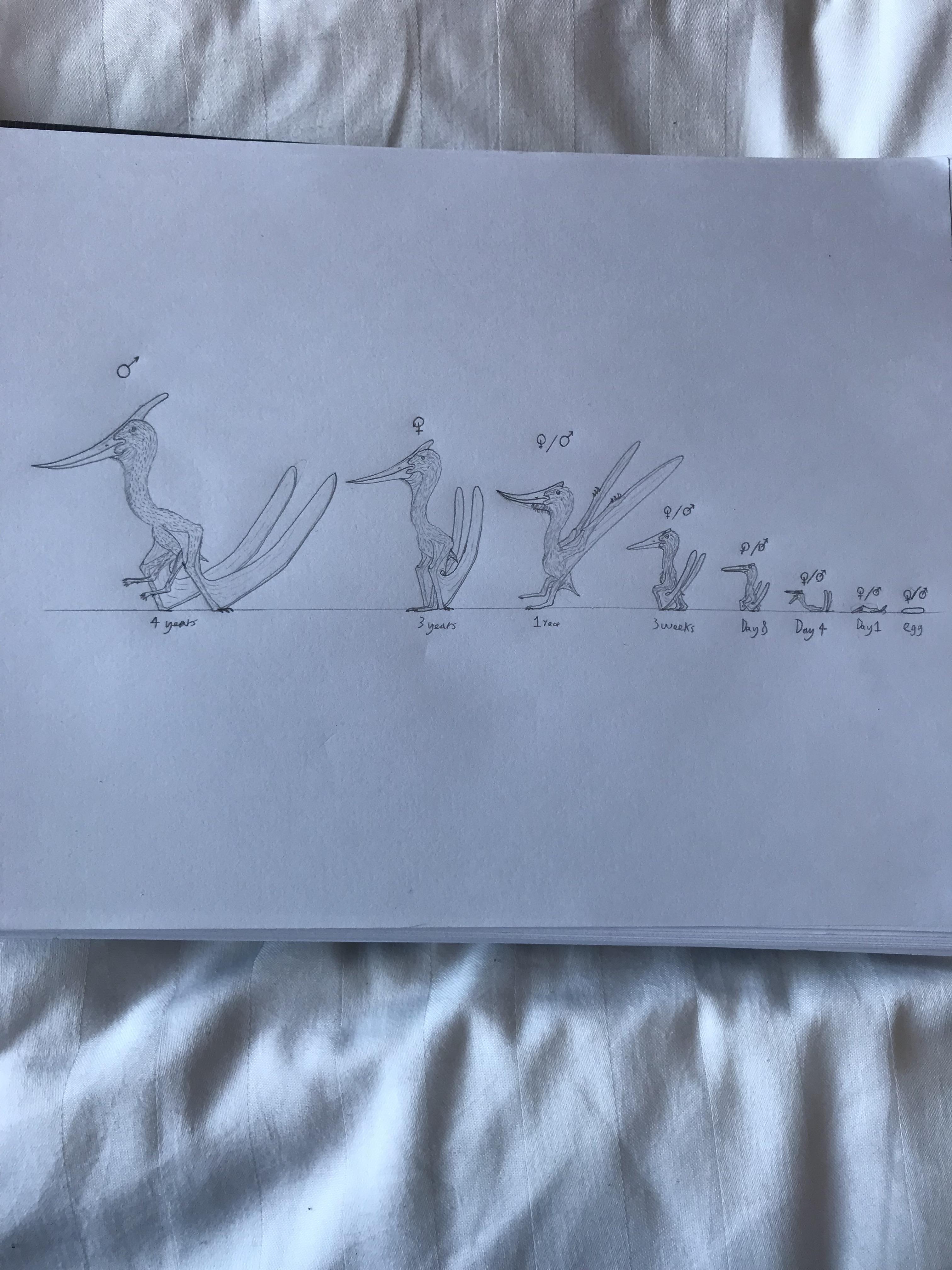 Pteranodon life cycle | Scrolller