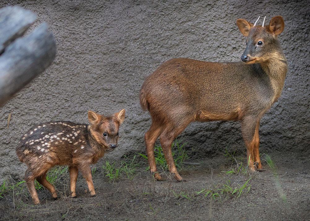 Discover more like NatureIsFuckingLit: 🔥 Pudú, the world’s smallest deer 🔥 and Related Content ...