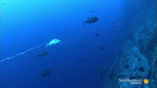 Fish get stuck in water vortex | Scrolller