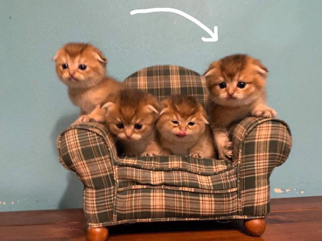 Puffin our new kitten. | Scrolller