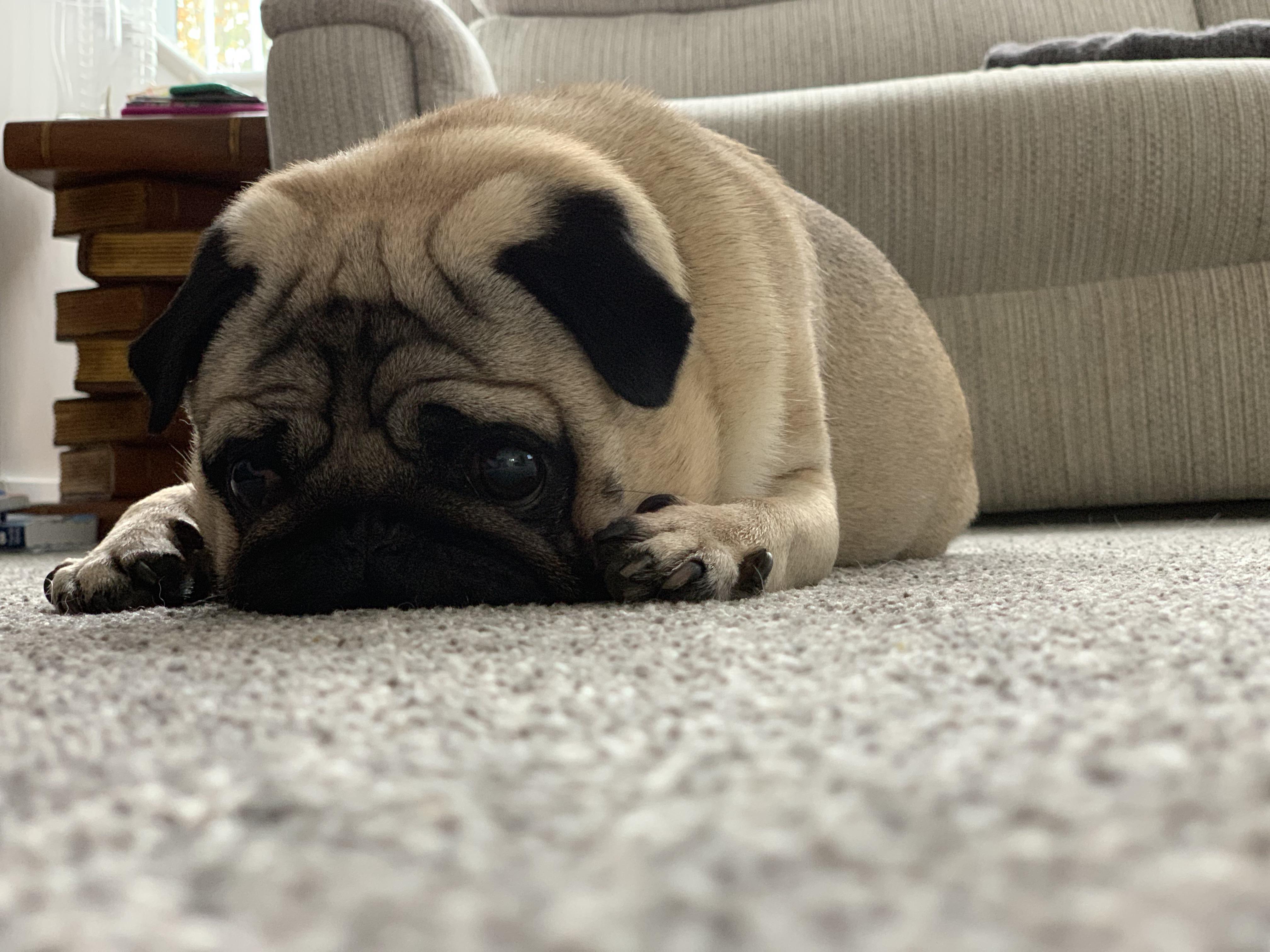 Pug loaf. | Scrolller