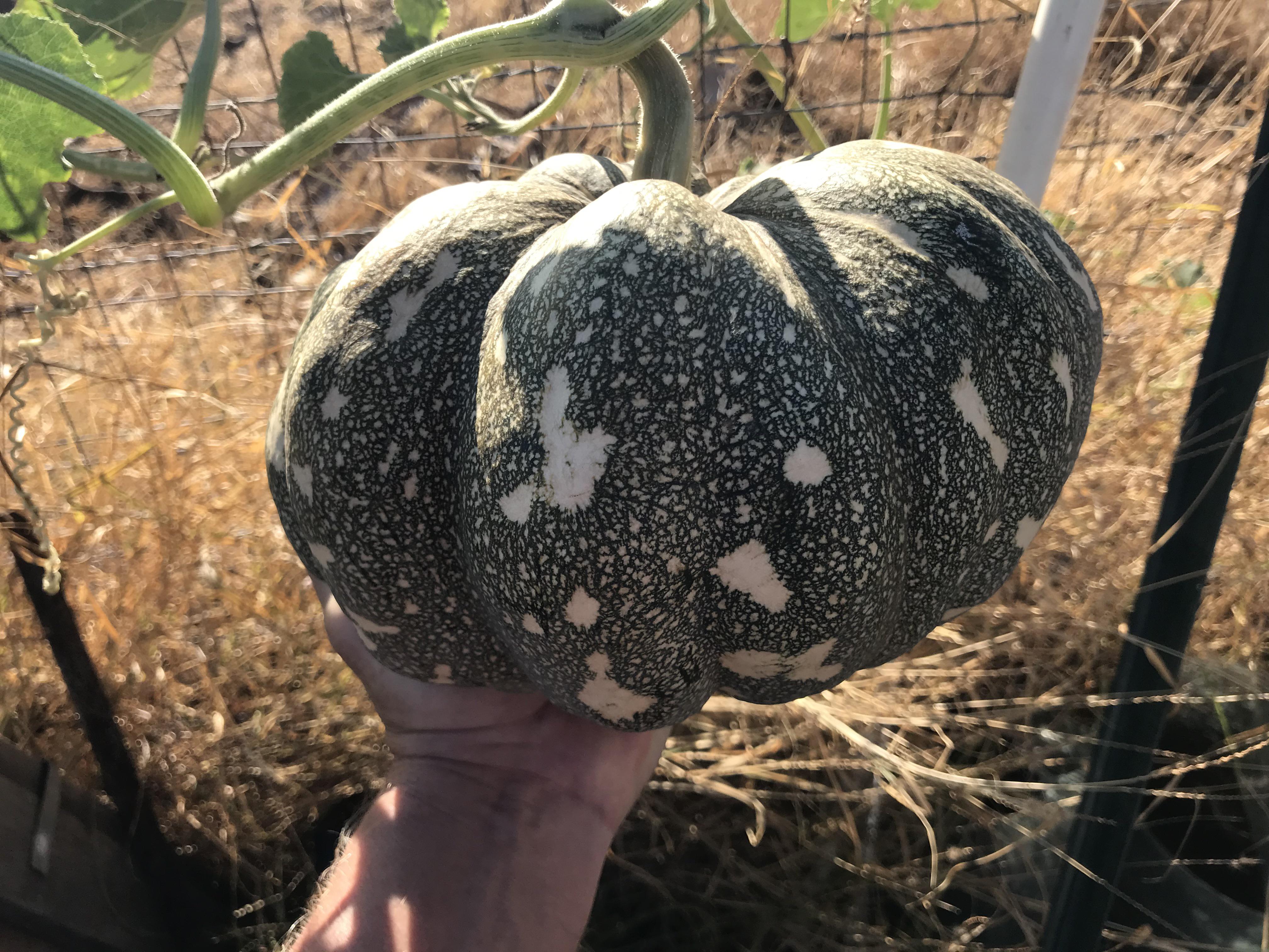 Pumpkin harvest... aloha | Scrolller