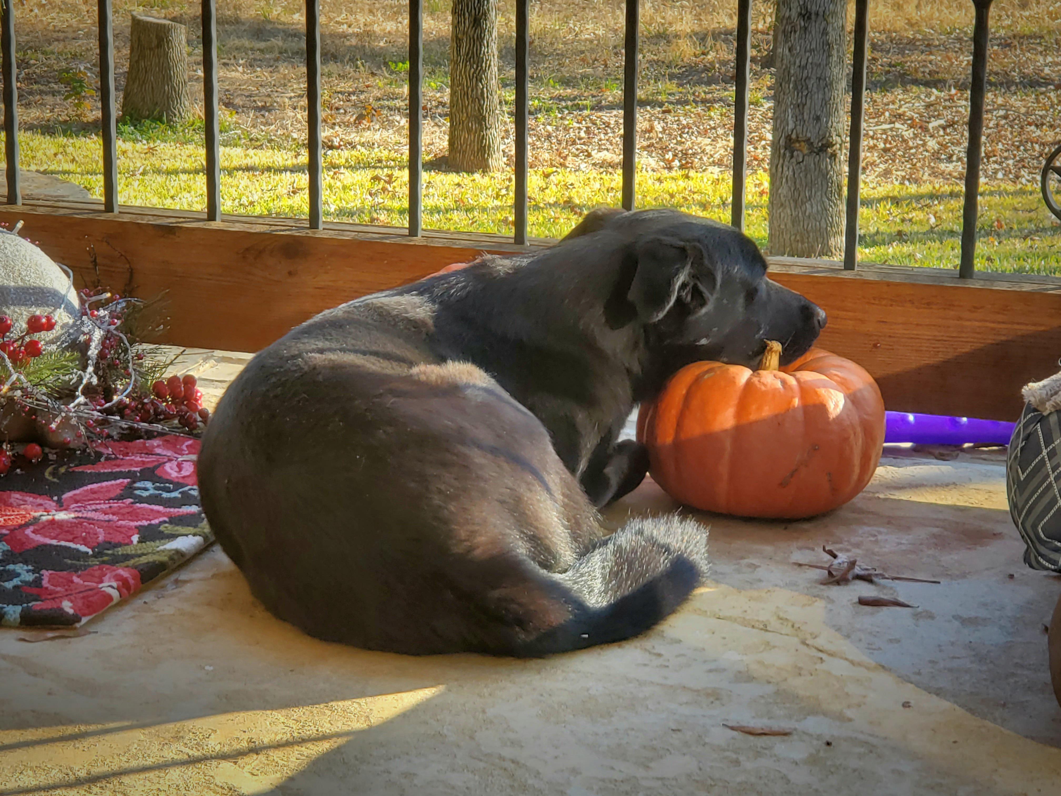 Pumpkin Pillow for Princess | Scrolller