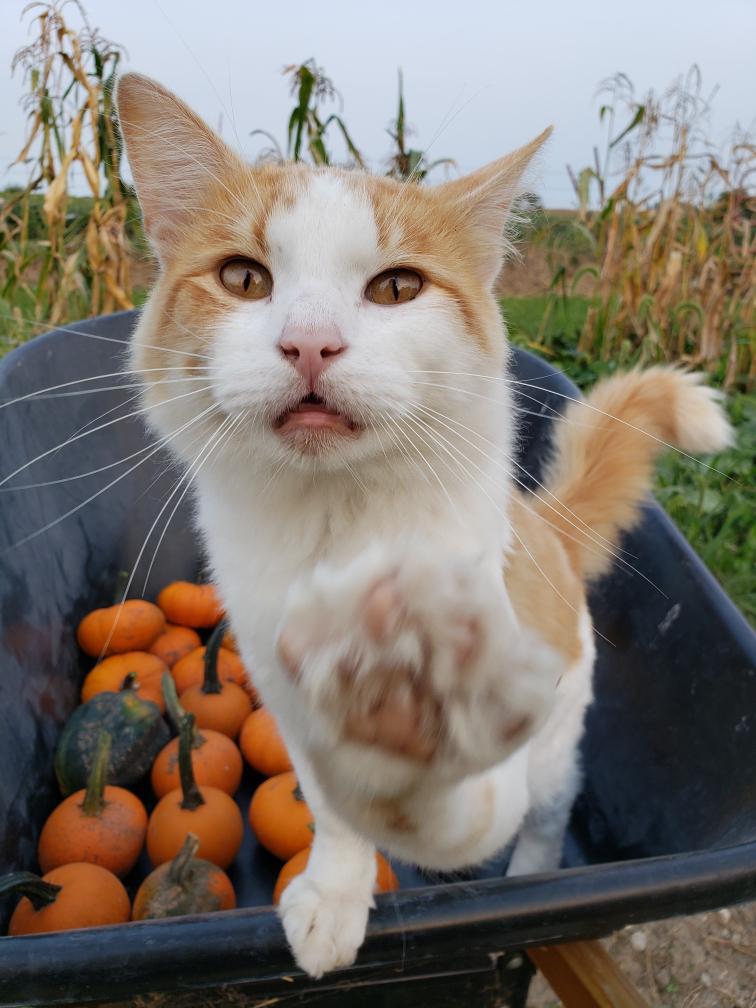 Pumpkin Pops wants to boop you on the nose! | Scrolller