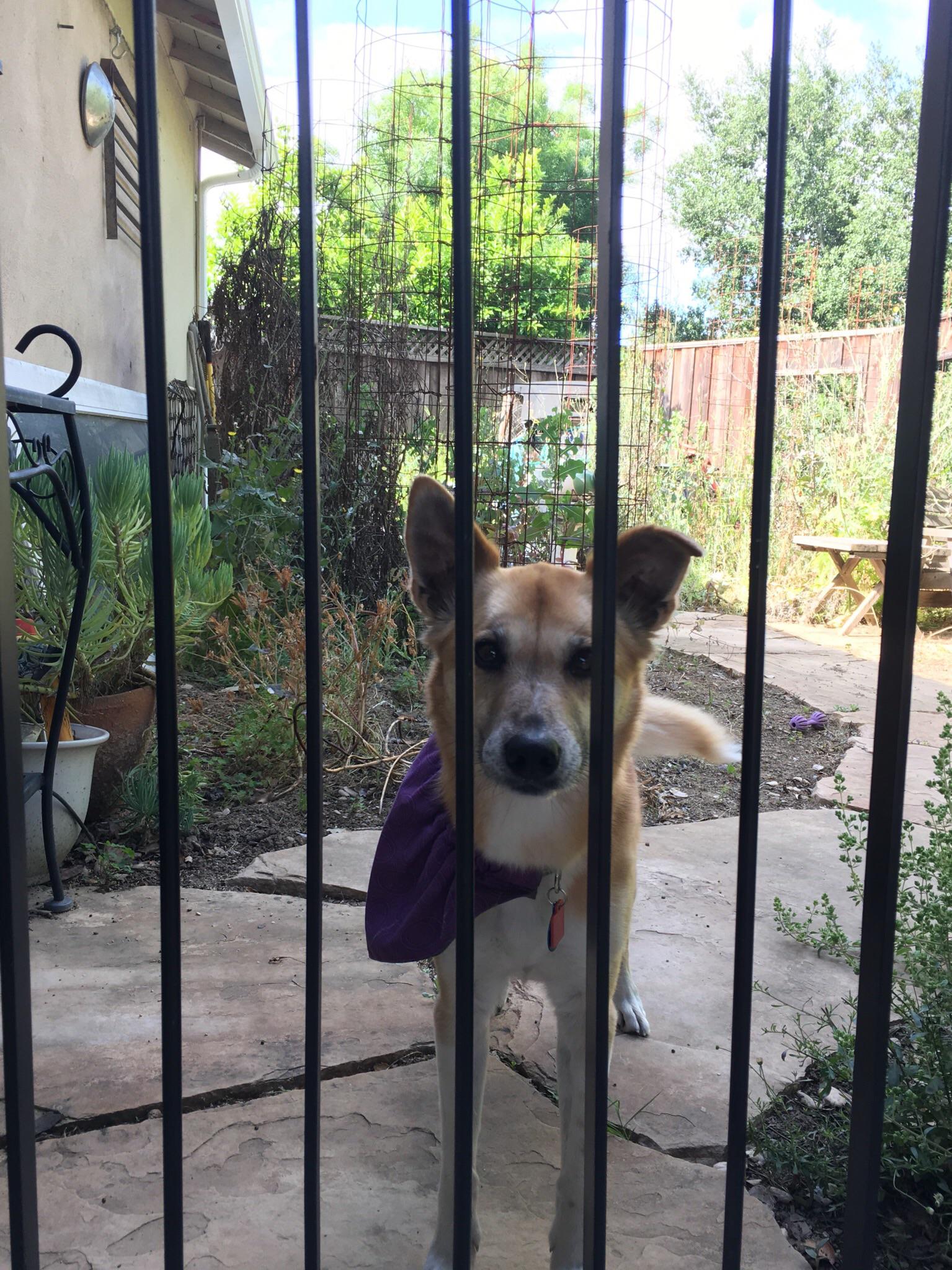 Pup behind bars! | Scrolller